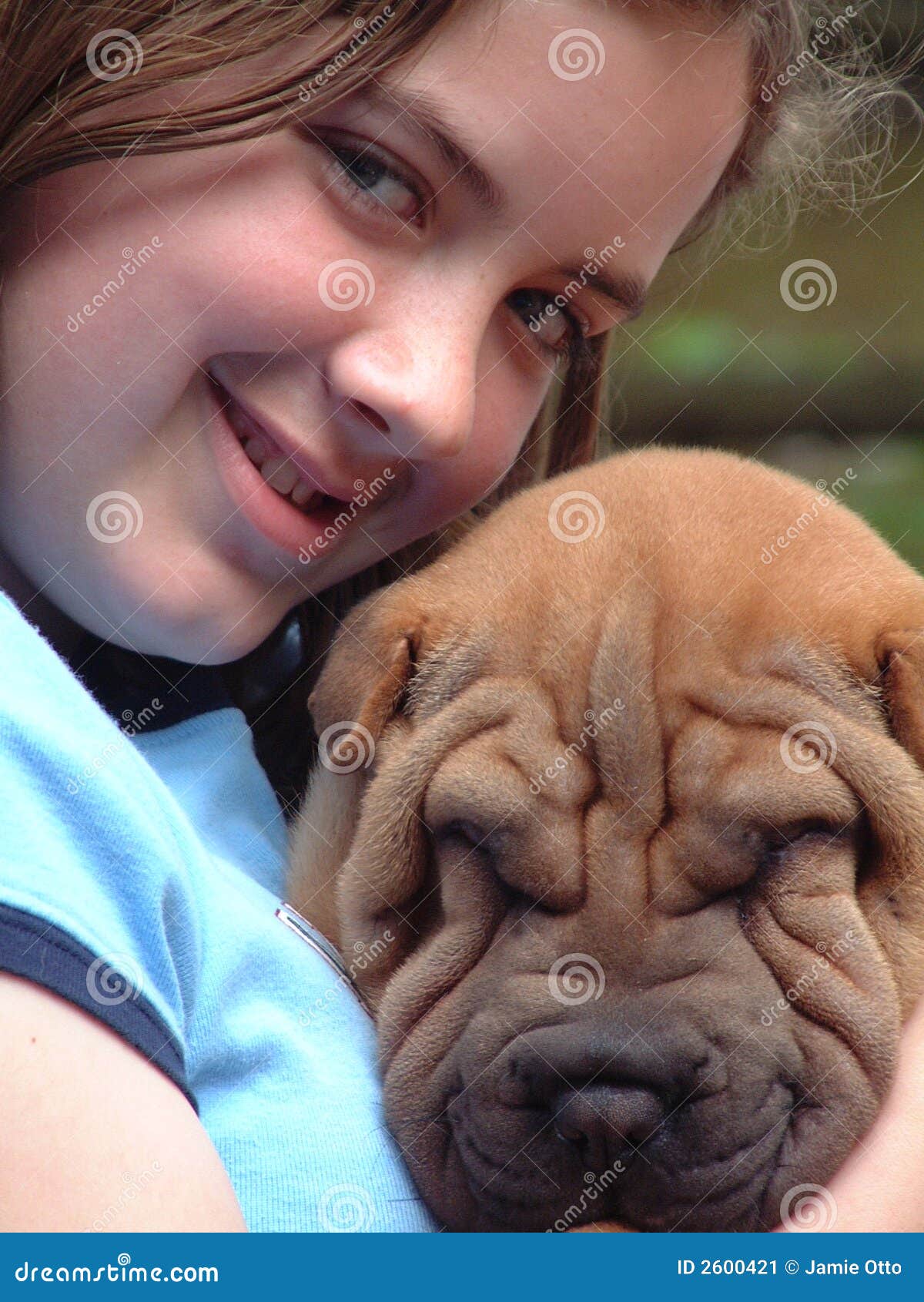 Smooth meets Wrinkles stock image. Image of close, sharpei - 2600421