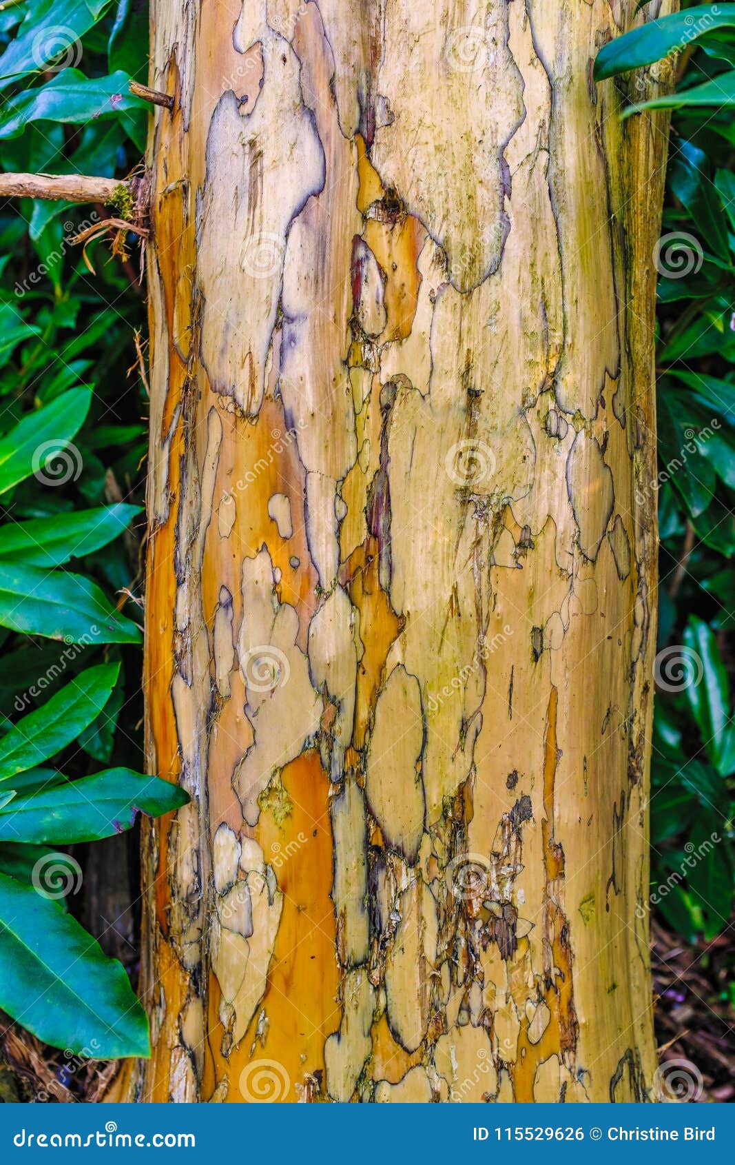 Smooth Mottled Peeled Tree Trunk Stock Photo - Image of orange, texture ...