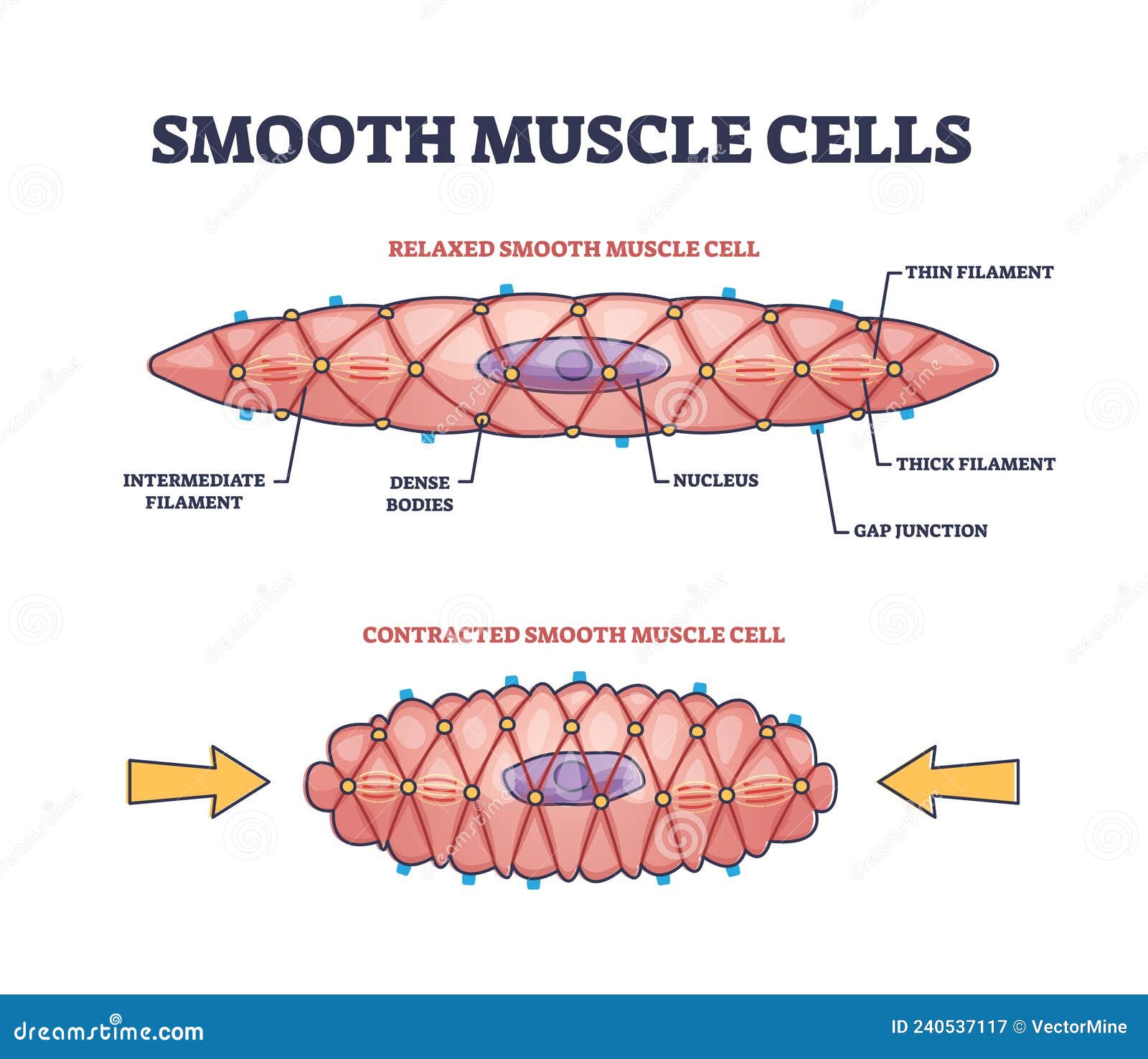 Smooth Muscle Cells Anatomical Structure Description Outline Diagram ... Smooth Muscle Cells Anatomical Structure Description Outline Diagram ...
