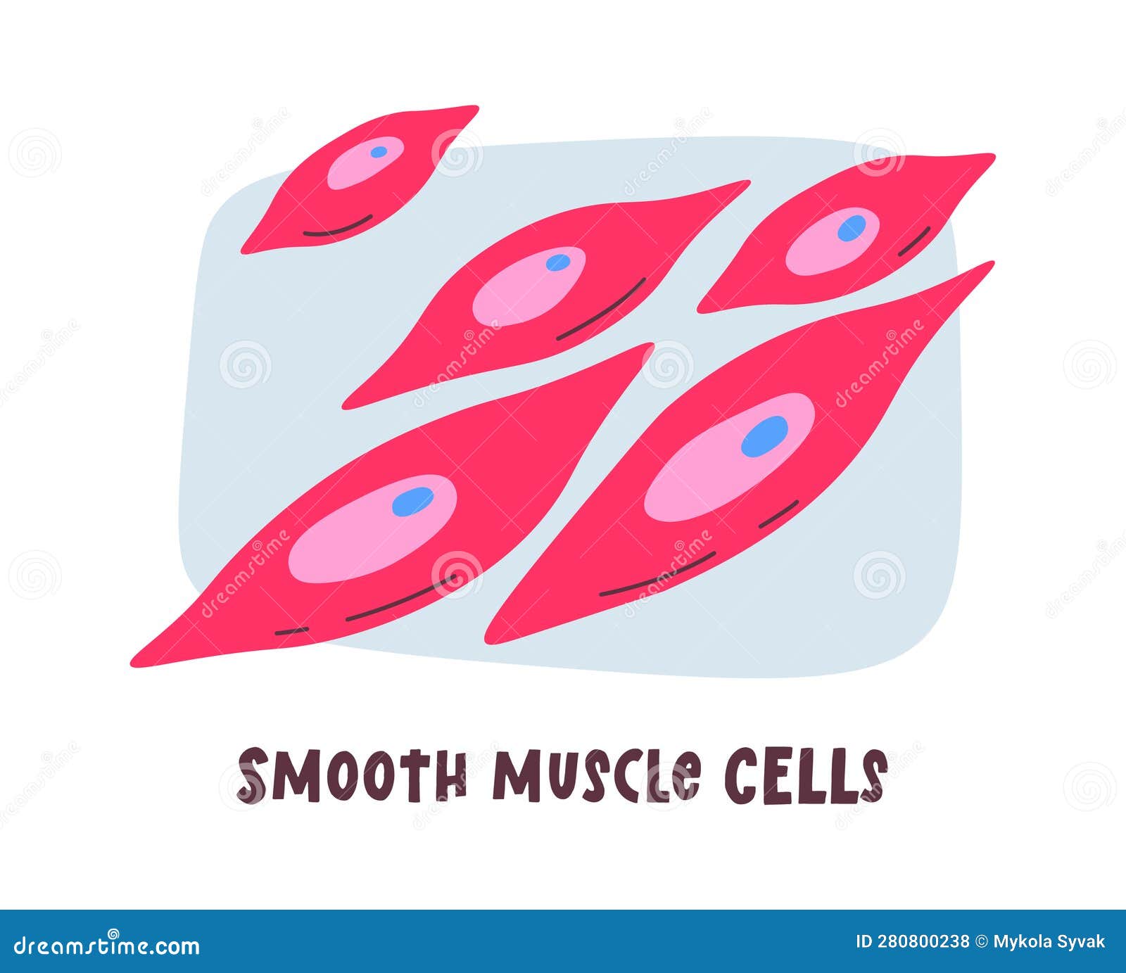 Smooth Muscle Cells stock vector. Illustration of contraction - 280800238