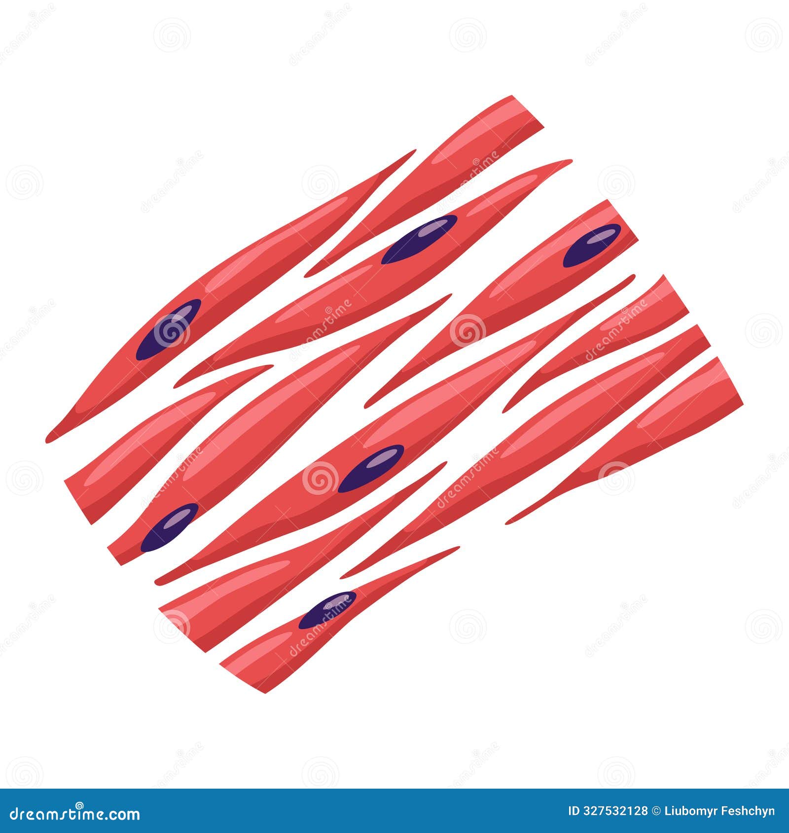 Smooth Muscles Tissue With Specific Function. Medical Poster Design ...