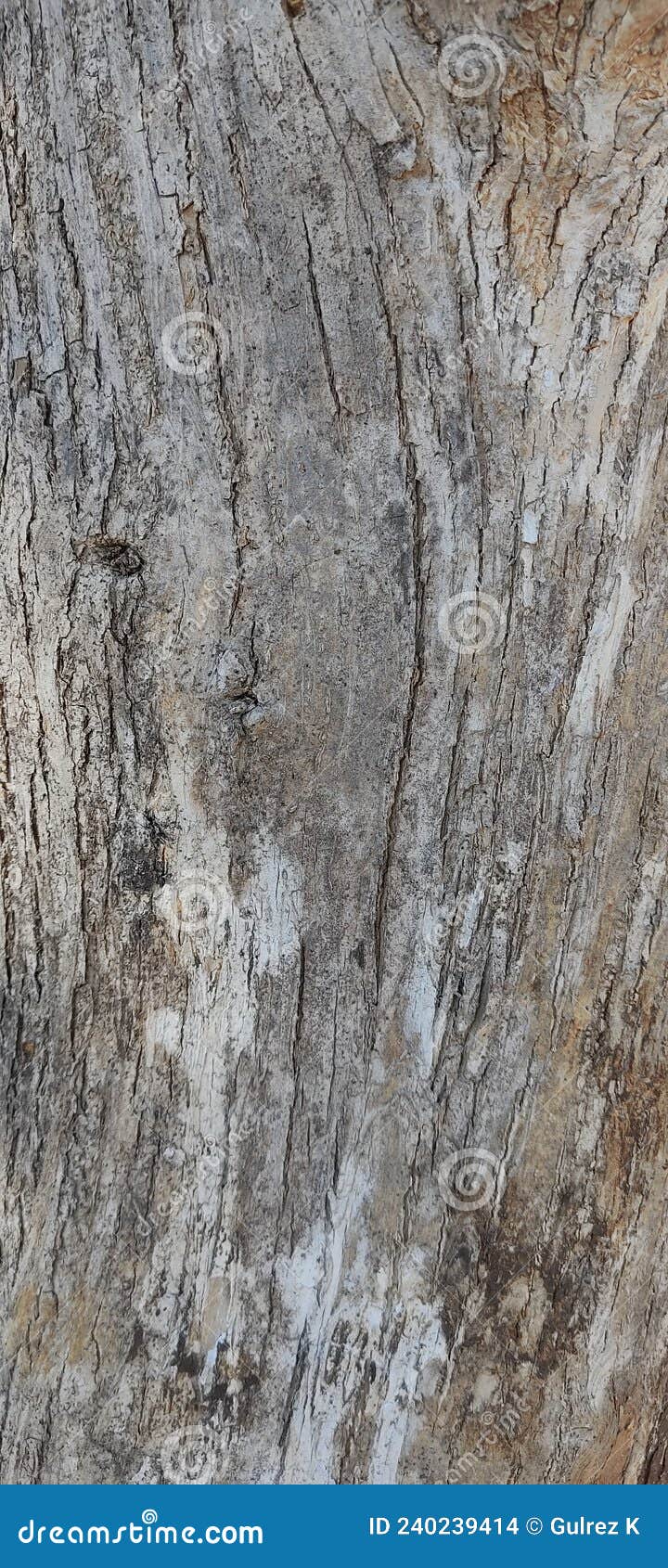 Smooth and Natural Tree Trunk Texture Pattern Stock Photo - Image of ...
