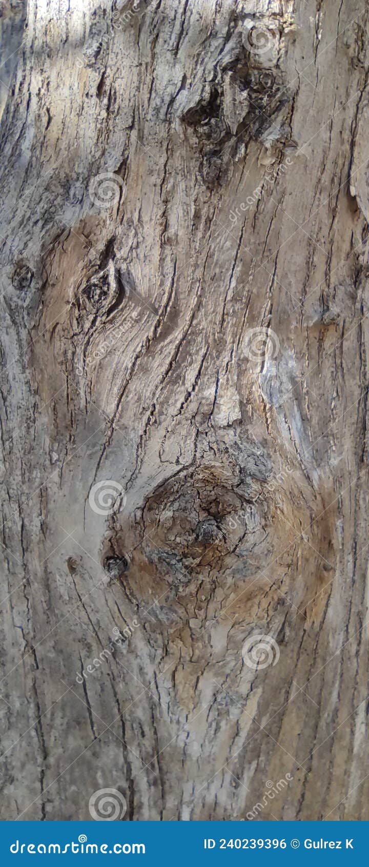 Smooth Natural Tree Trunk Texture Stock Photo - Image of plank ...