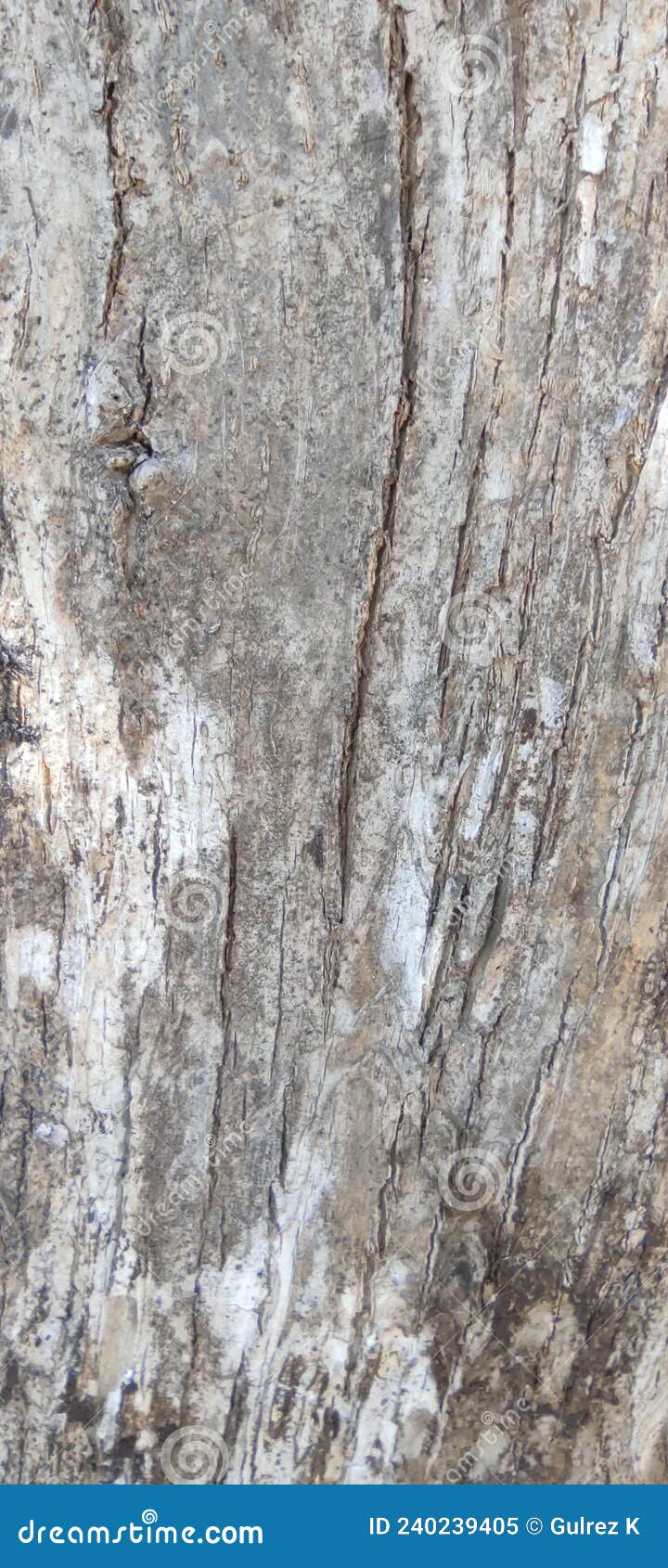 Smooth Natural Tree Trunk Texture Stock Image - Image of build ...