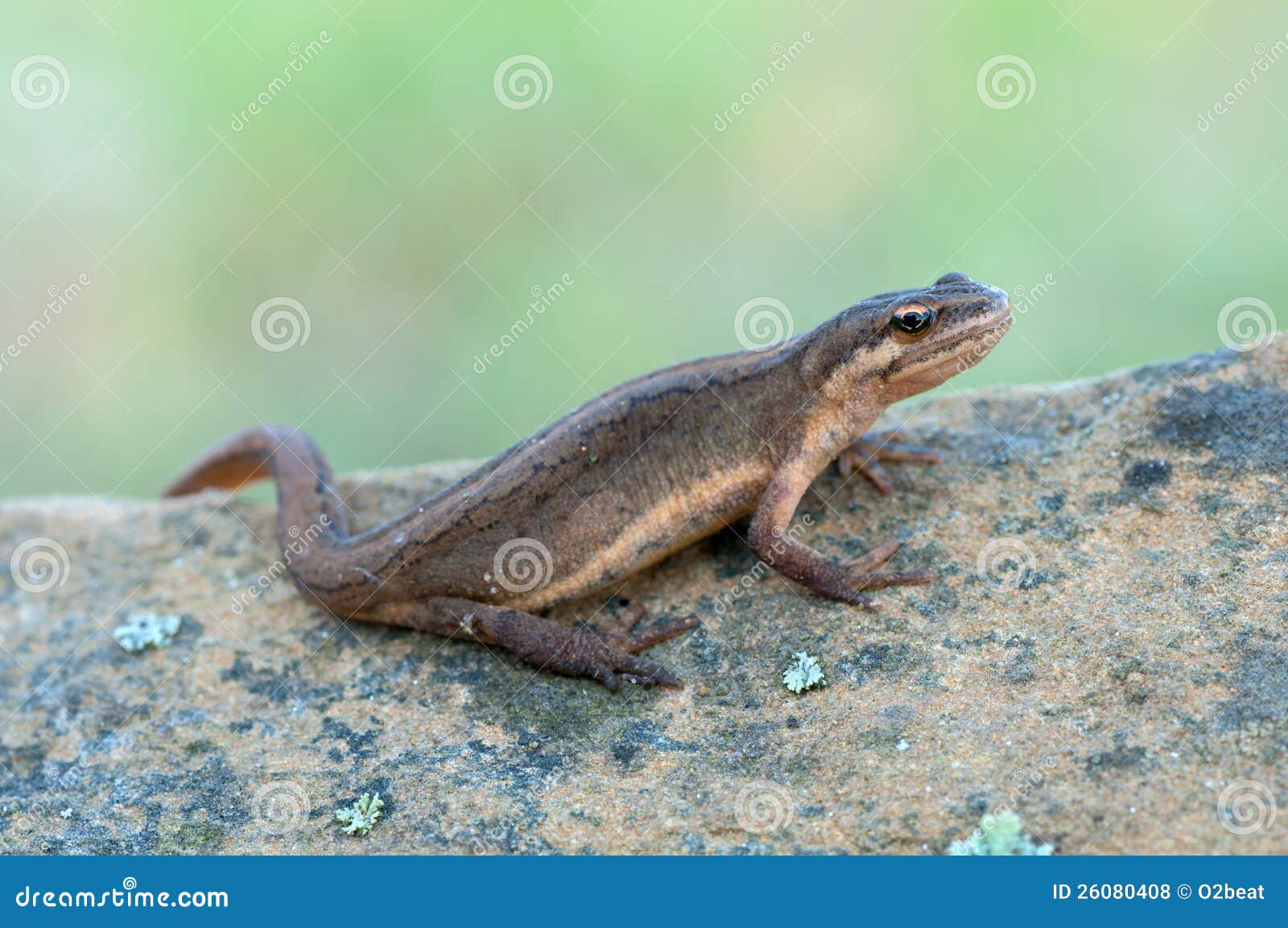 Smooth Newt Nymph Triturus Vulgaris Swimming In The Water. Green ...