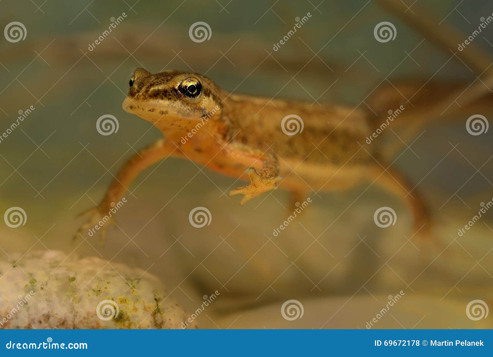 Smooth Newt, Triturus Vulgaris Stock Photography | CartoonDealer.com ...