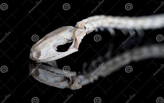 Smooth Newt Skull and Spine Stock Photo - Image of background, biology ...