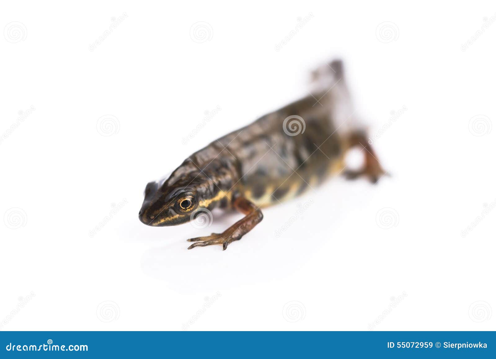Smooth newt stock image. Image of amphibian, wild, newt - 55072959