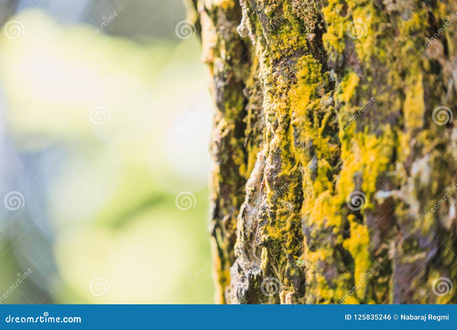 Moss Covered Old Oak Tree Bark Texture,Abstract Nature Background Stock ...