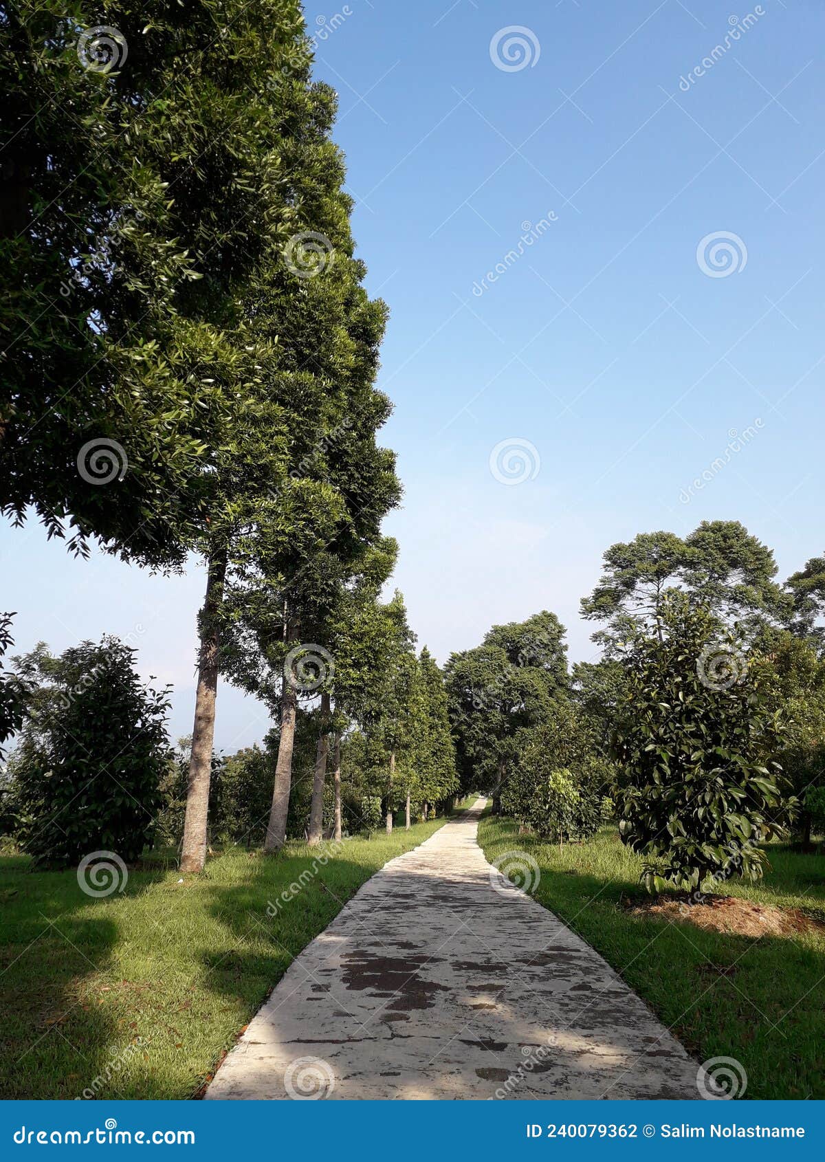 A Smooth Path in the Middle of the Peak Forest Stock Photo - Image of ...