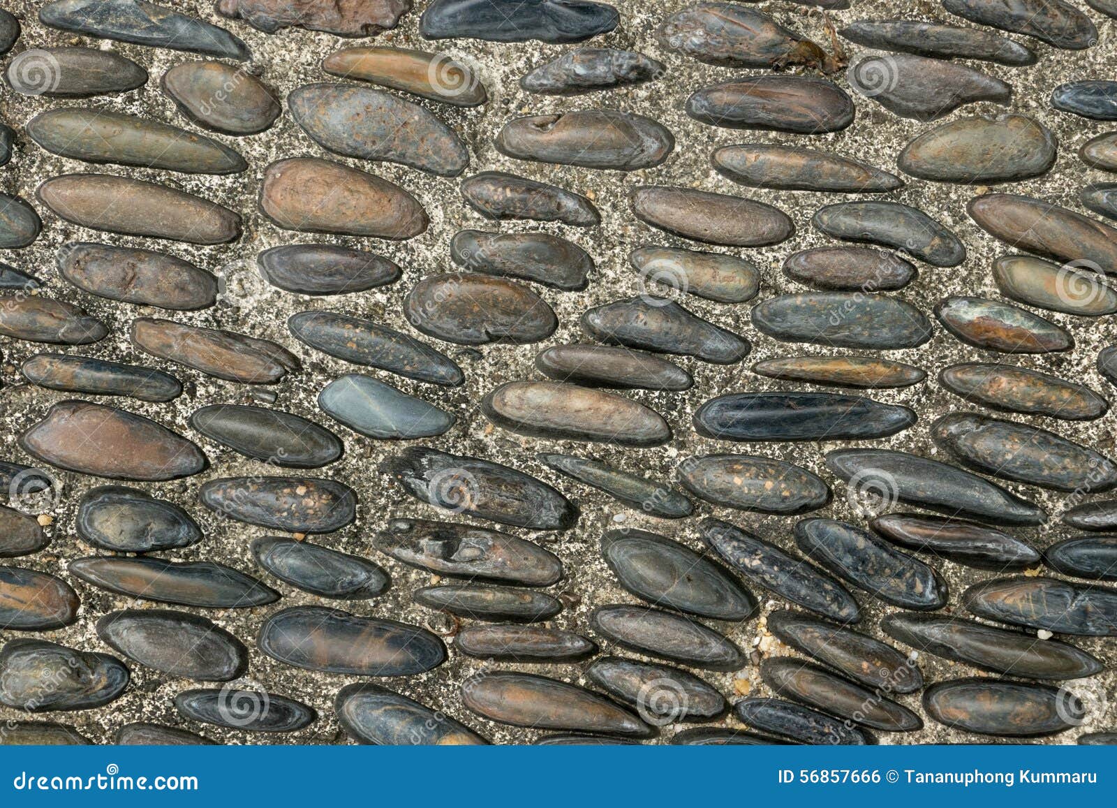 Smooth pebble stock photo. Image of pattern, beach, small - 56857666