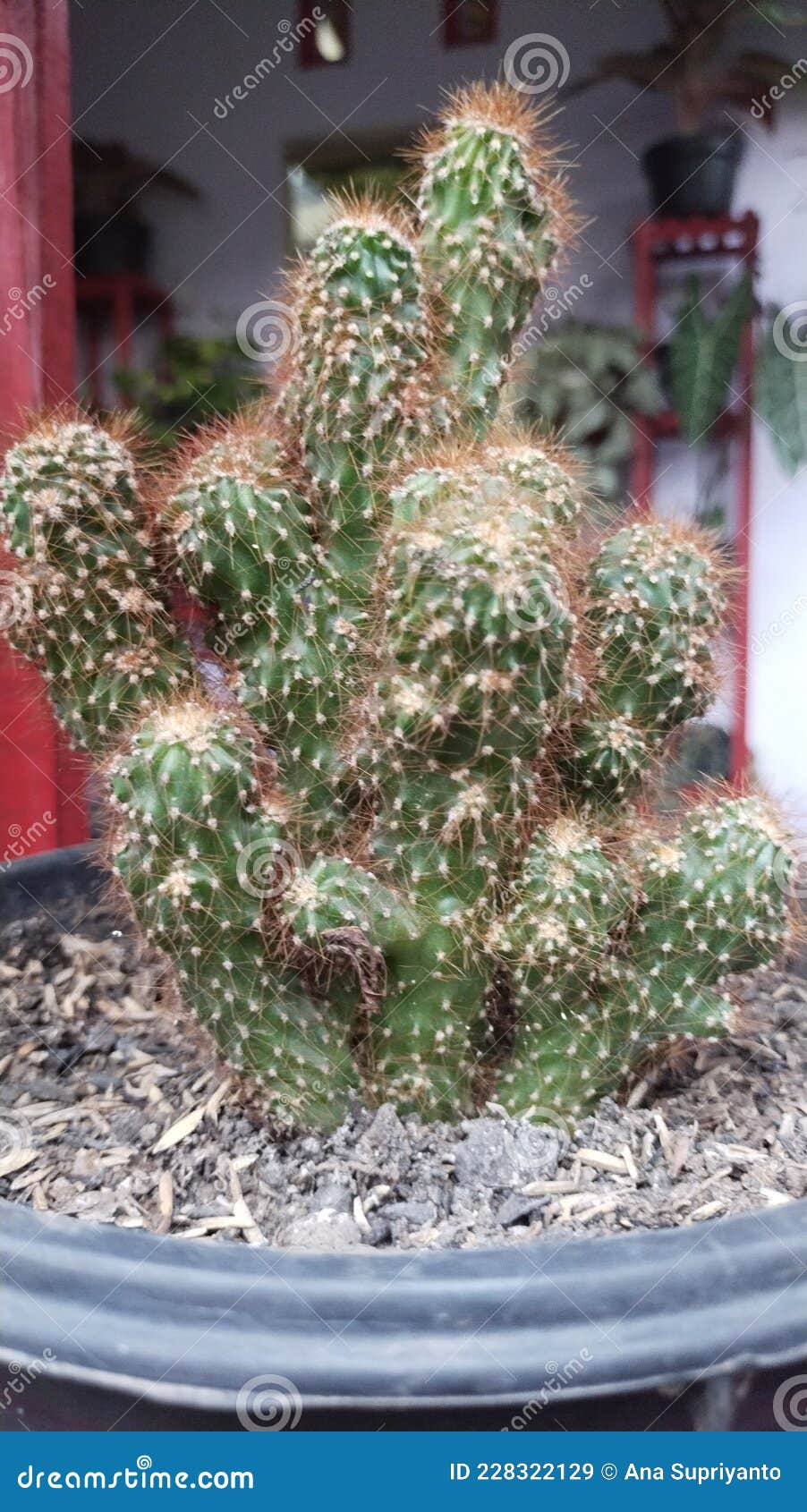 Smooth prickly cactus stock image. Image of smooth, flower - 228322129