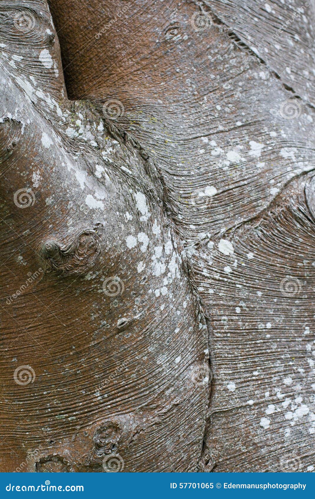 Smooth Reddish Gray Tree Bark Stock Image - Image of moss, bark: 57701065