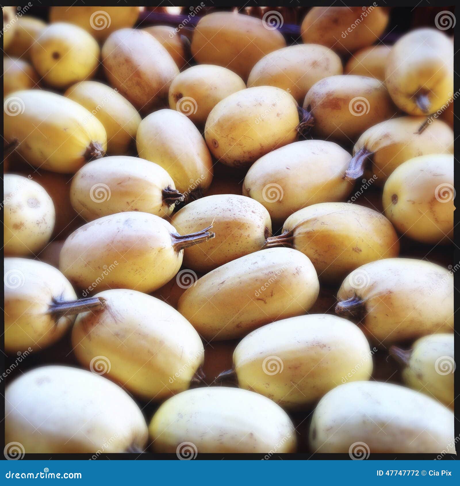 Smooth round white gourds stock photo. Image of framed - 47747772