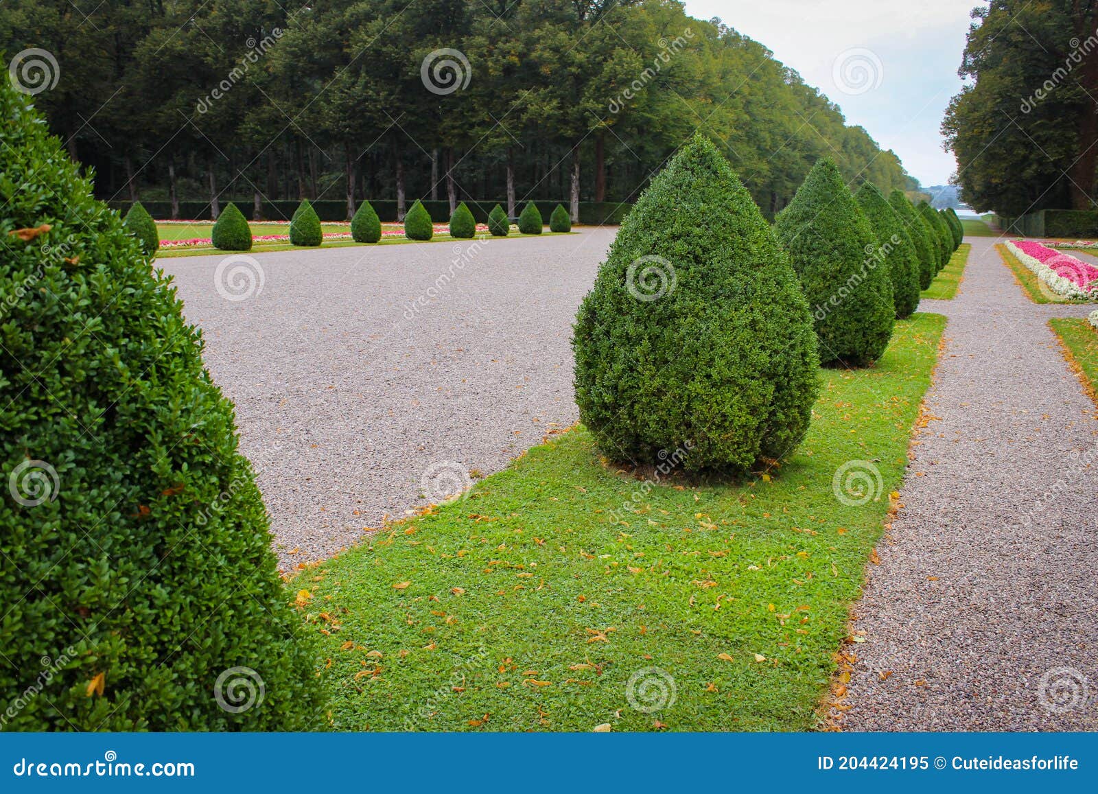 Smooth Rows of Cone-shaped Green Bushes in a Public Park Stock Image ...