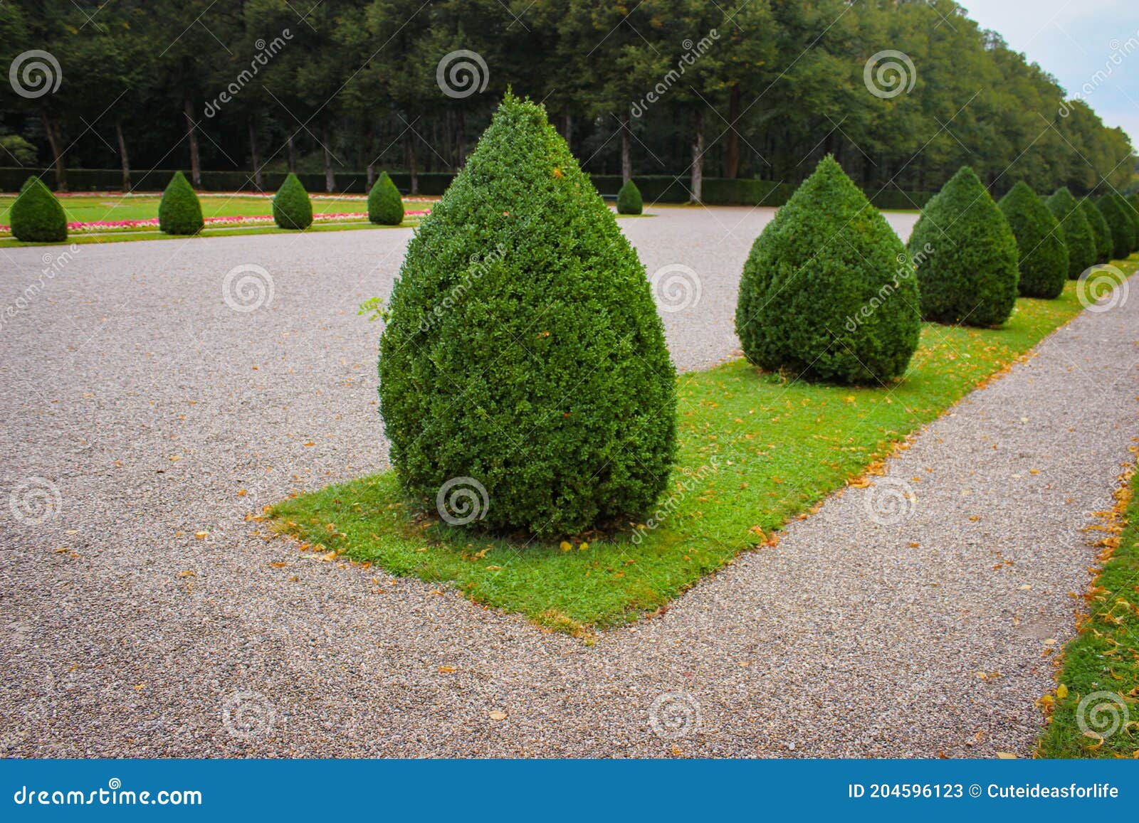 Smooth Rows of Cone-shaped Green Bushes in a Public Park Stock Image ...