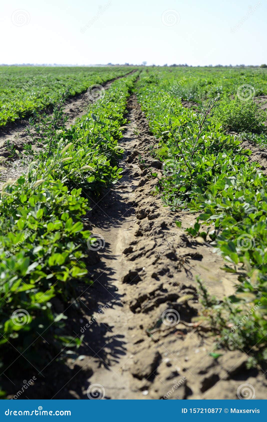 Irrigation System on the Field of Flowering Peanuts Stock Image - Image ...