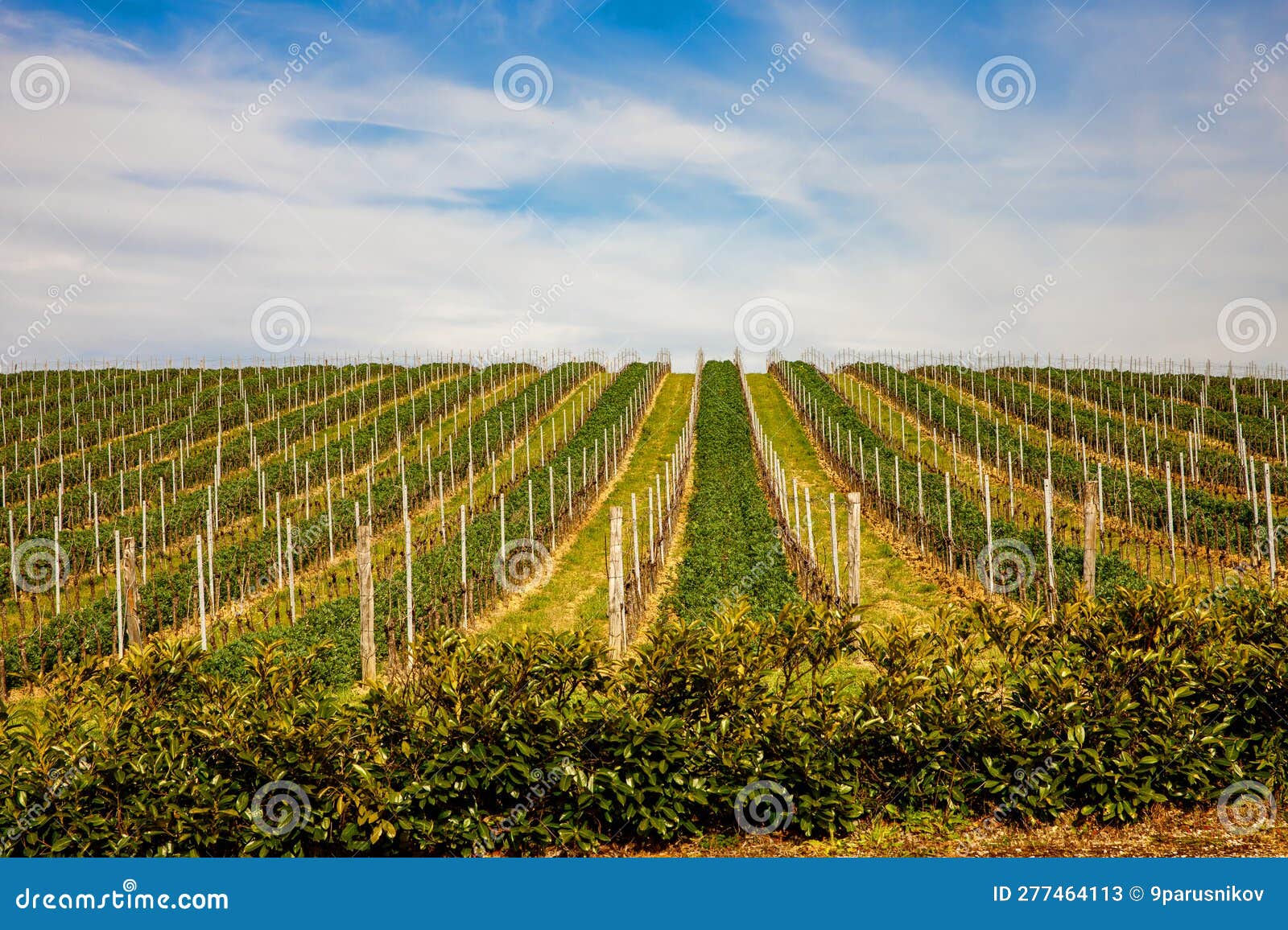 Smooth Rows of Vineyards in Tuscany in Spring. Stock Image - Image of ...