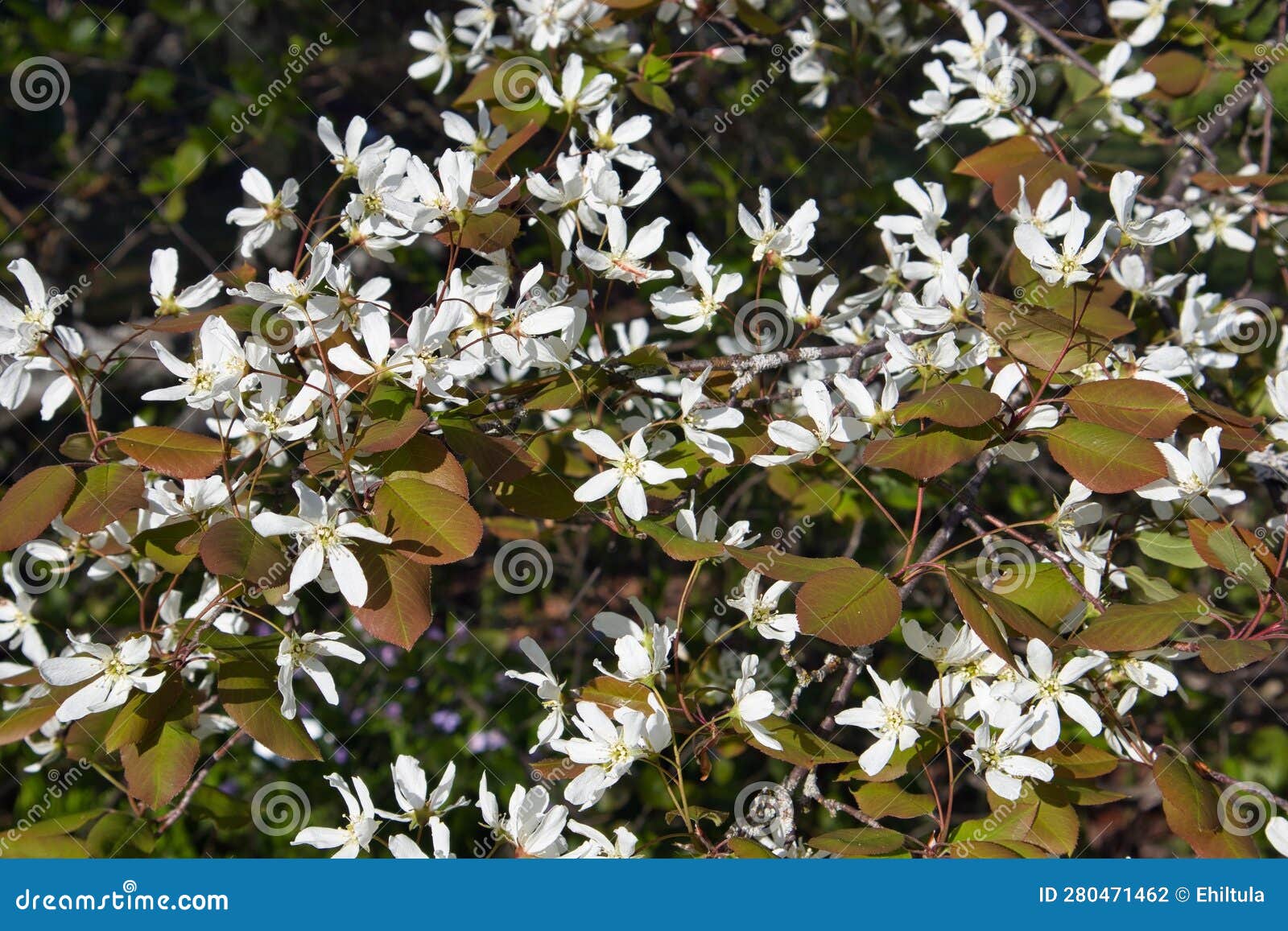 Smooth Serviceberry, Amelanchier Laevis Flowers Stock Photo - Image of ...