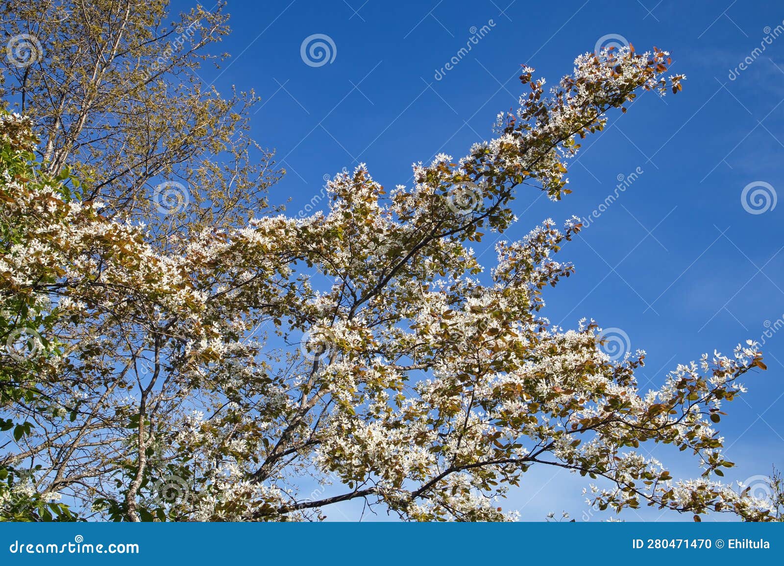 Smooth Serviceberry, Amelanchier Laevis Flowers Stock Photo - Image of ...