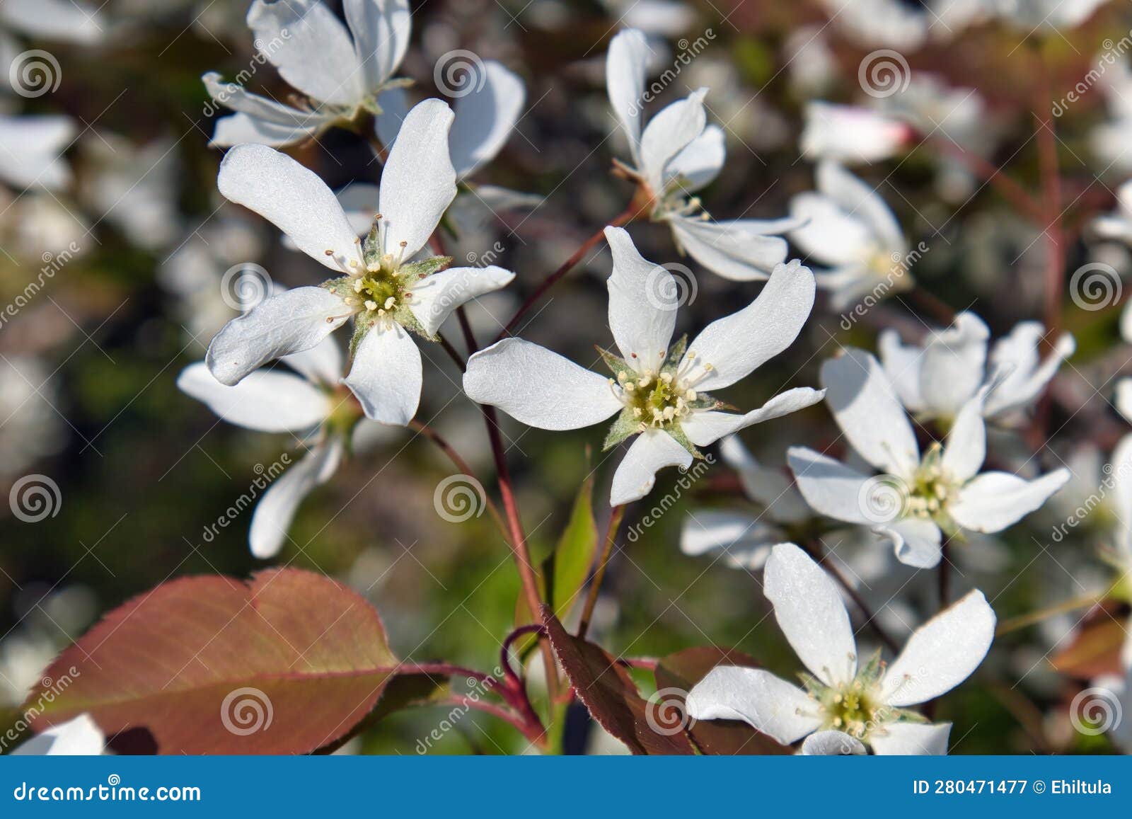 Smooth Serviceberry, Amelanchier Laevis Flowers Stock Image - Image of ...