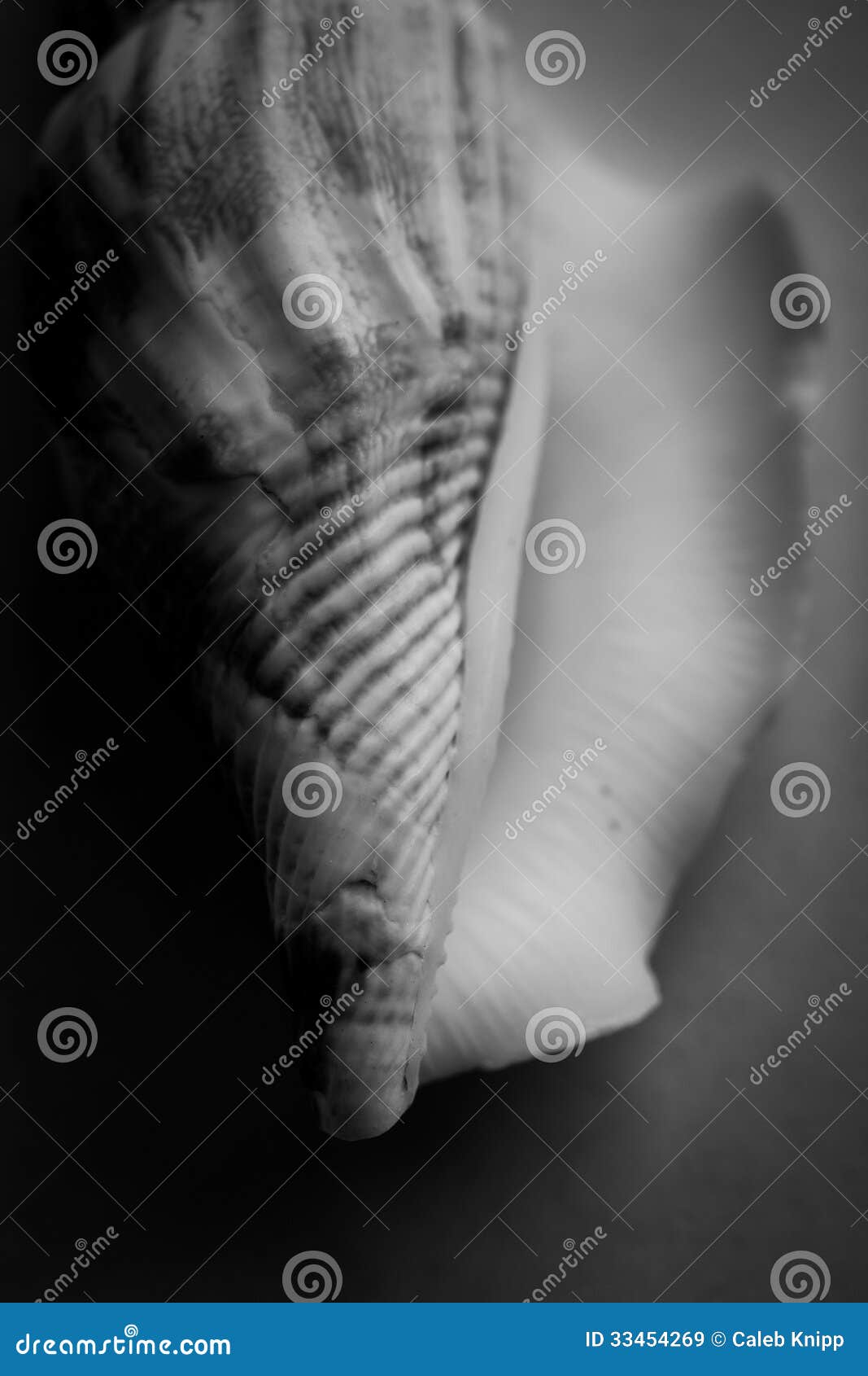 Smooth Shell stock image. Image of home, travel, ocean - 33454269