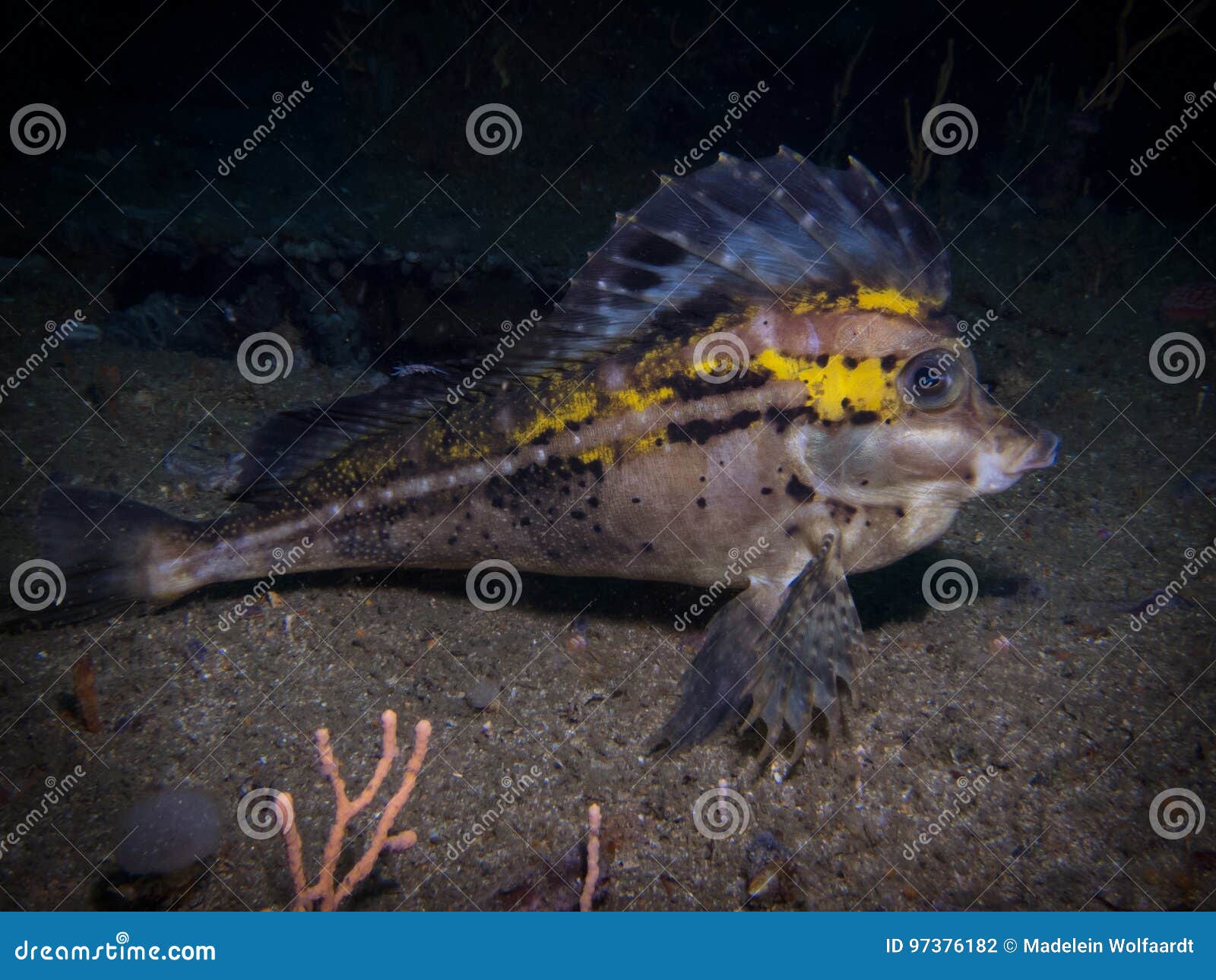 Smooth-skin Horse Fish Underwater Stock Photo - Image of sitting ...