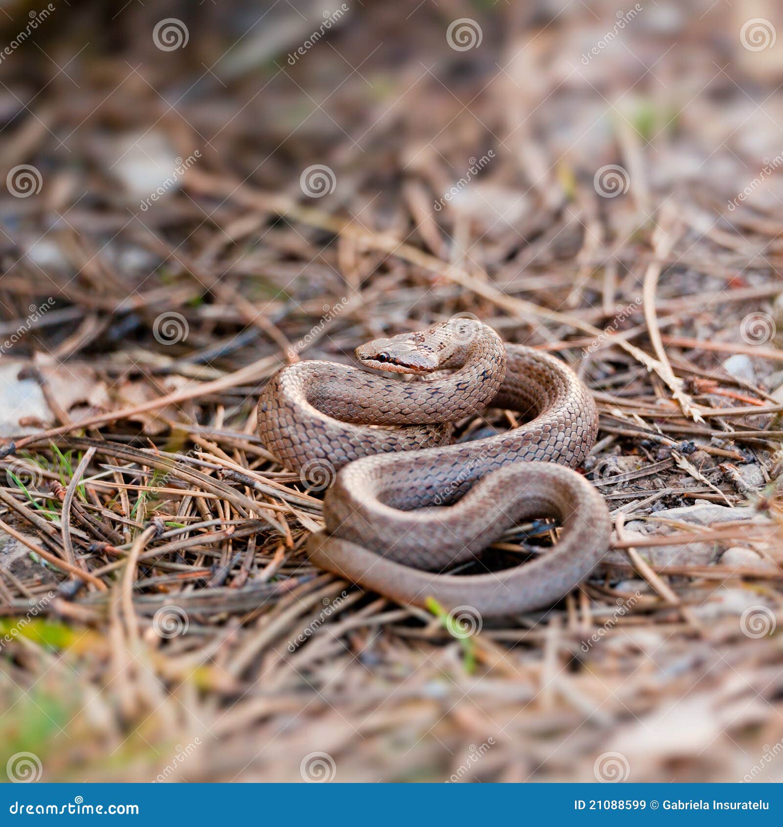 Smooth Snake Climbing On Branch Royalty-Free Stock Photography ...