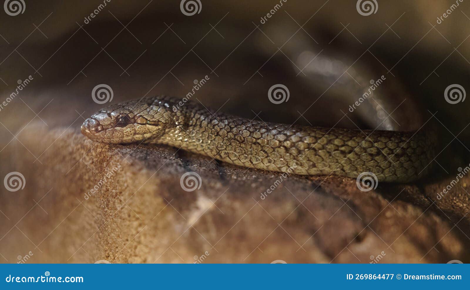 Smooth snake stock image. Image of colorful, background - 269864477