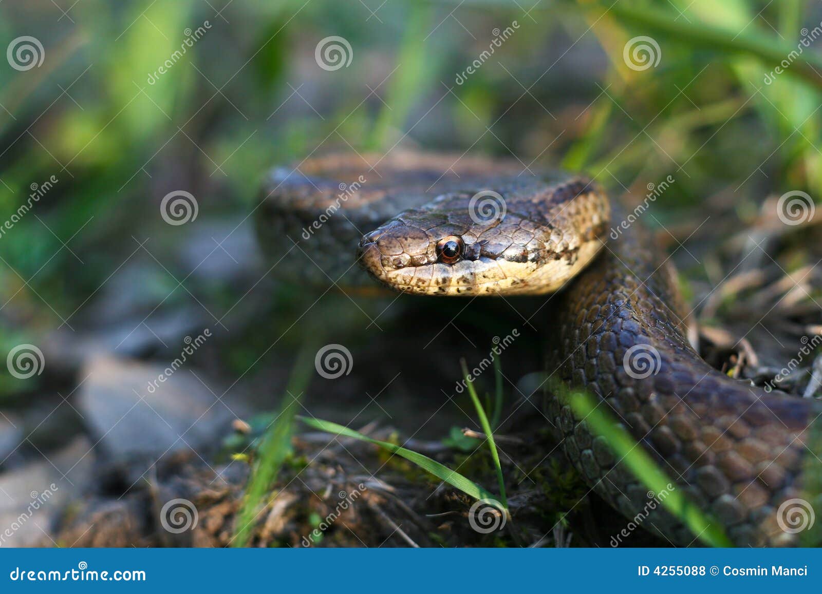 Smooth snake stock photo. Image of coronella, forest, colubrid - 4255088