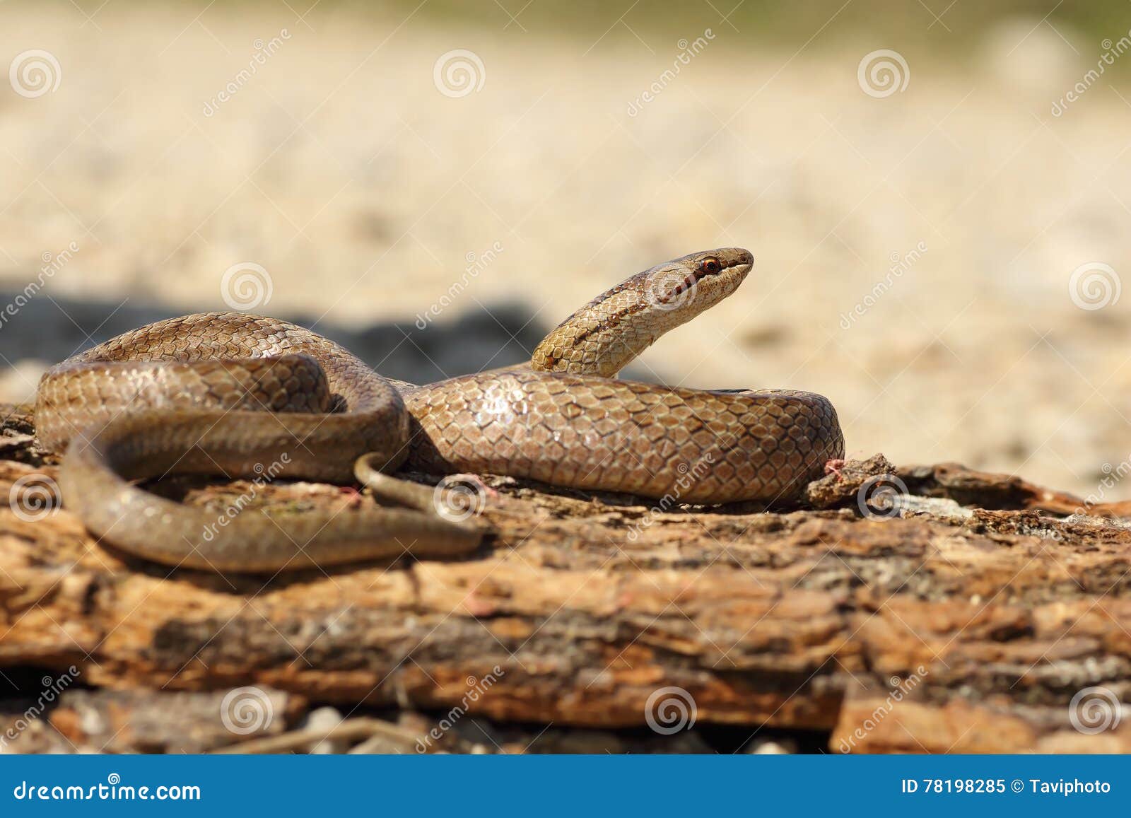 Smooth Snake Basking on Tree Bark Stock Image - Image of natural ...