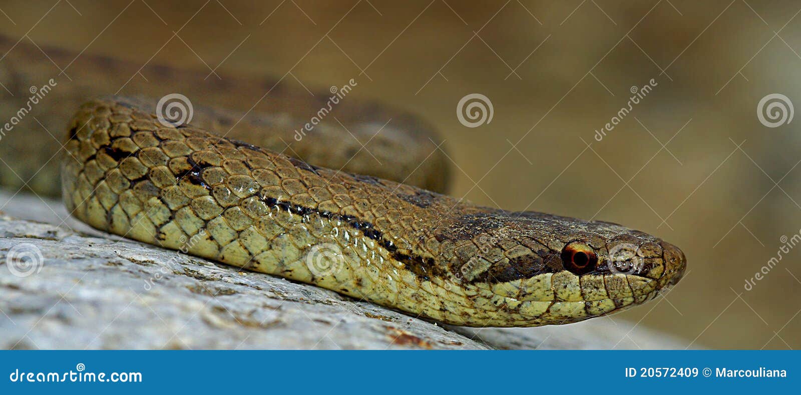 Smooth Snake (Coronella Austriaca) Stock Image - Image of scale ...
