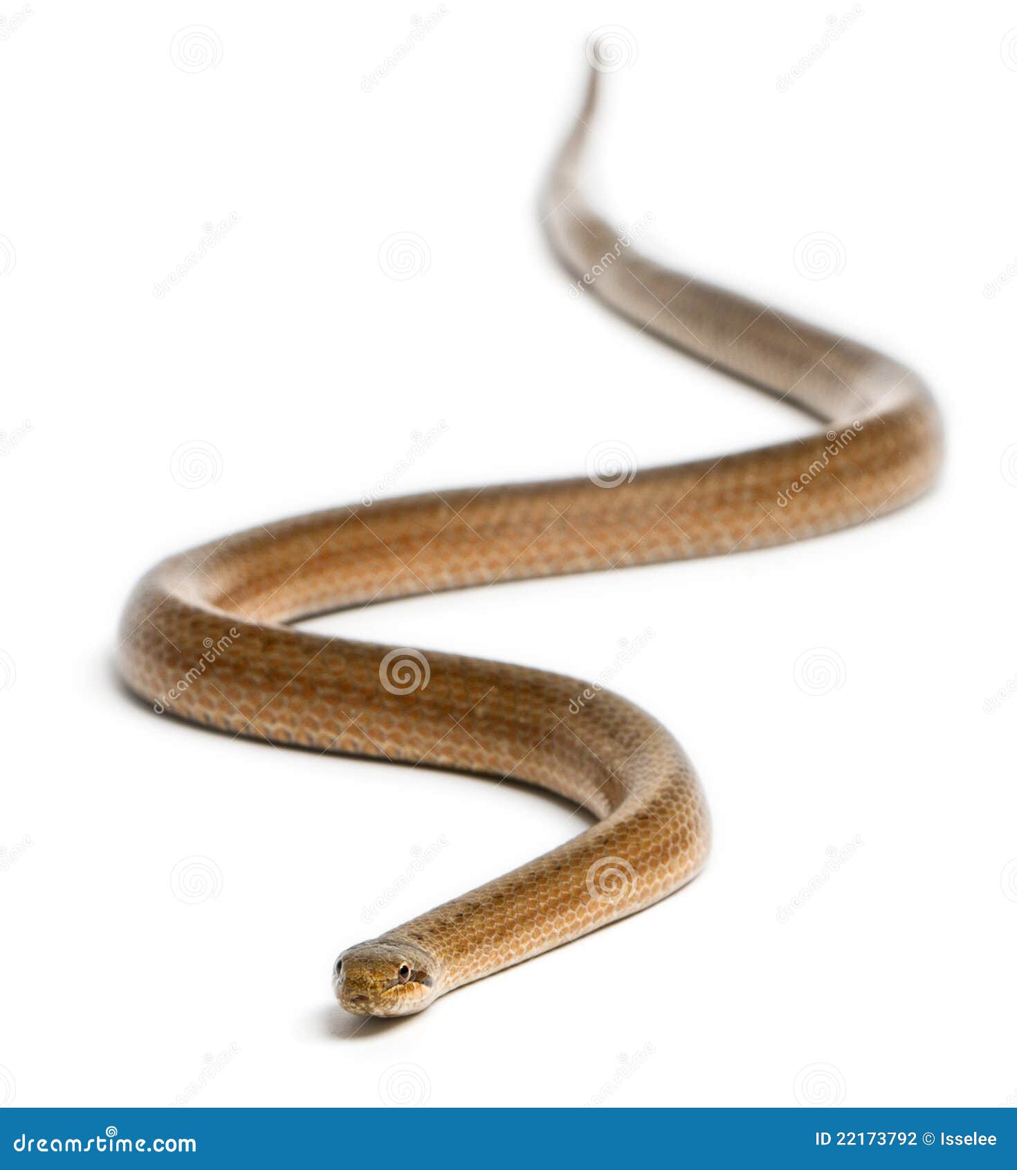 Smooth Snake, Coronella Austriaca Stock Photo - Image of background ...