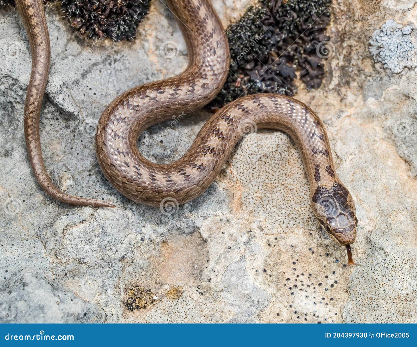Smooth Snake, Coronella Austriaca Stock Photo - Image of wild, austrian ...