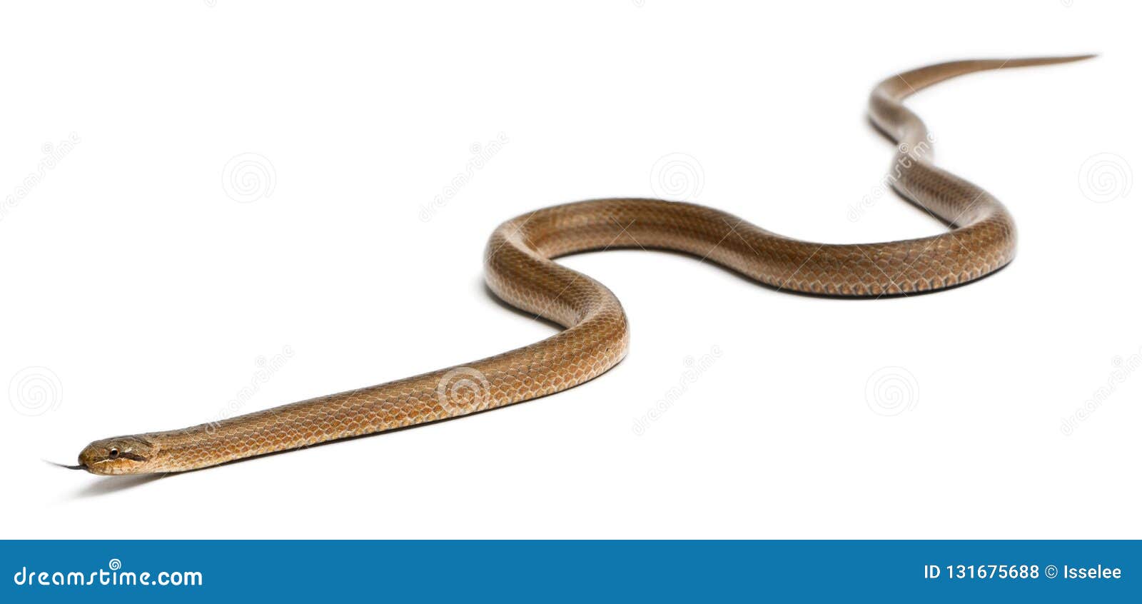 Smooth Snake Coronella Austriaca Royalty-Free Stock Photo ...