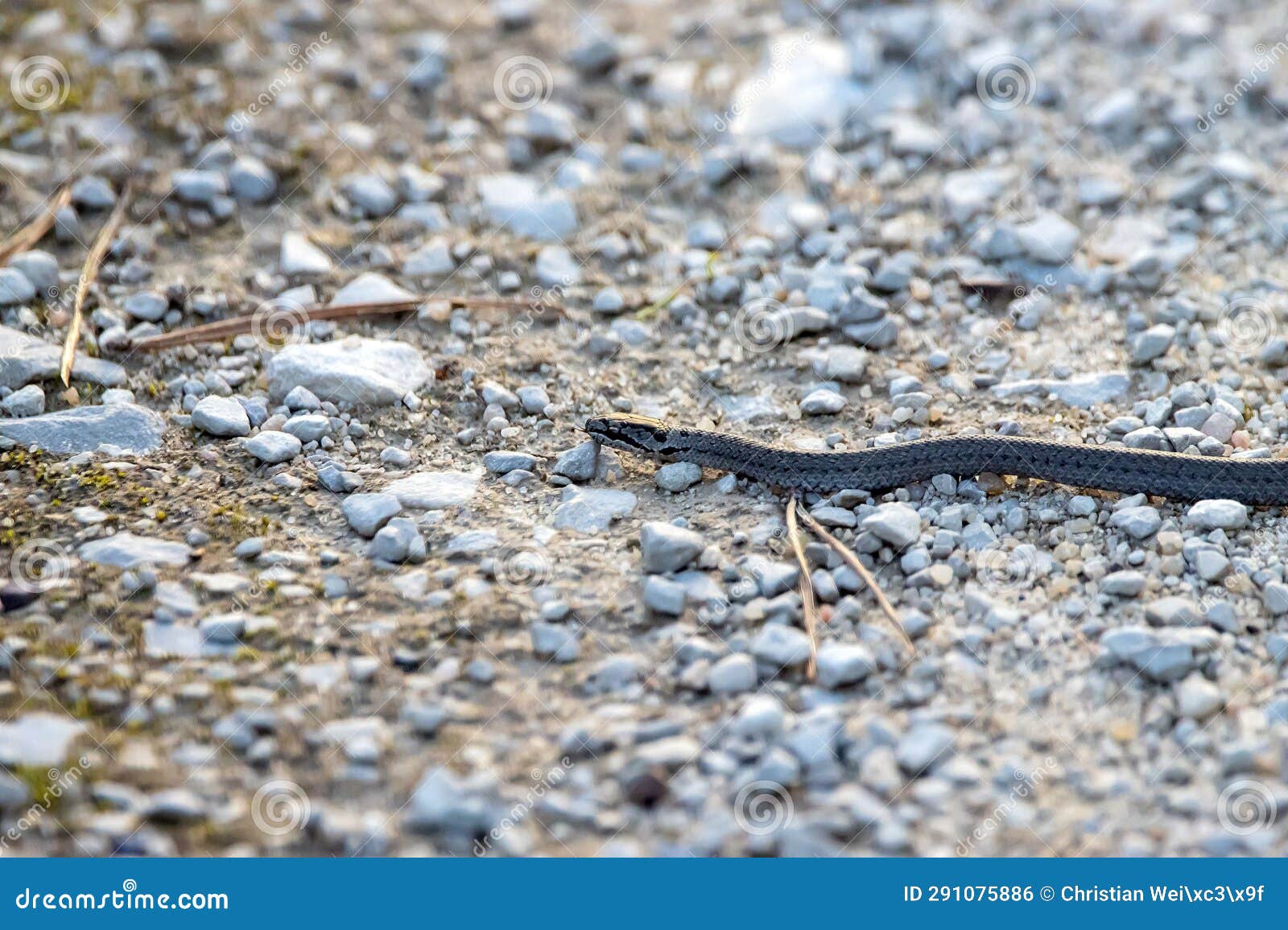 Smooth Snake, Coronella Austriaca Stock Photo - Image of grey, thin ...