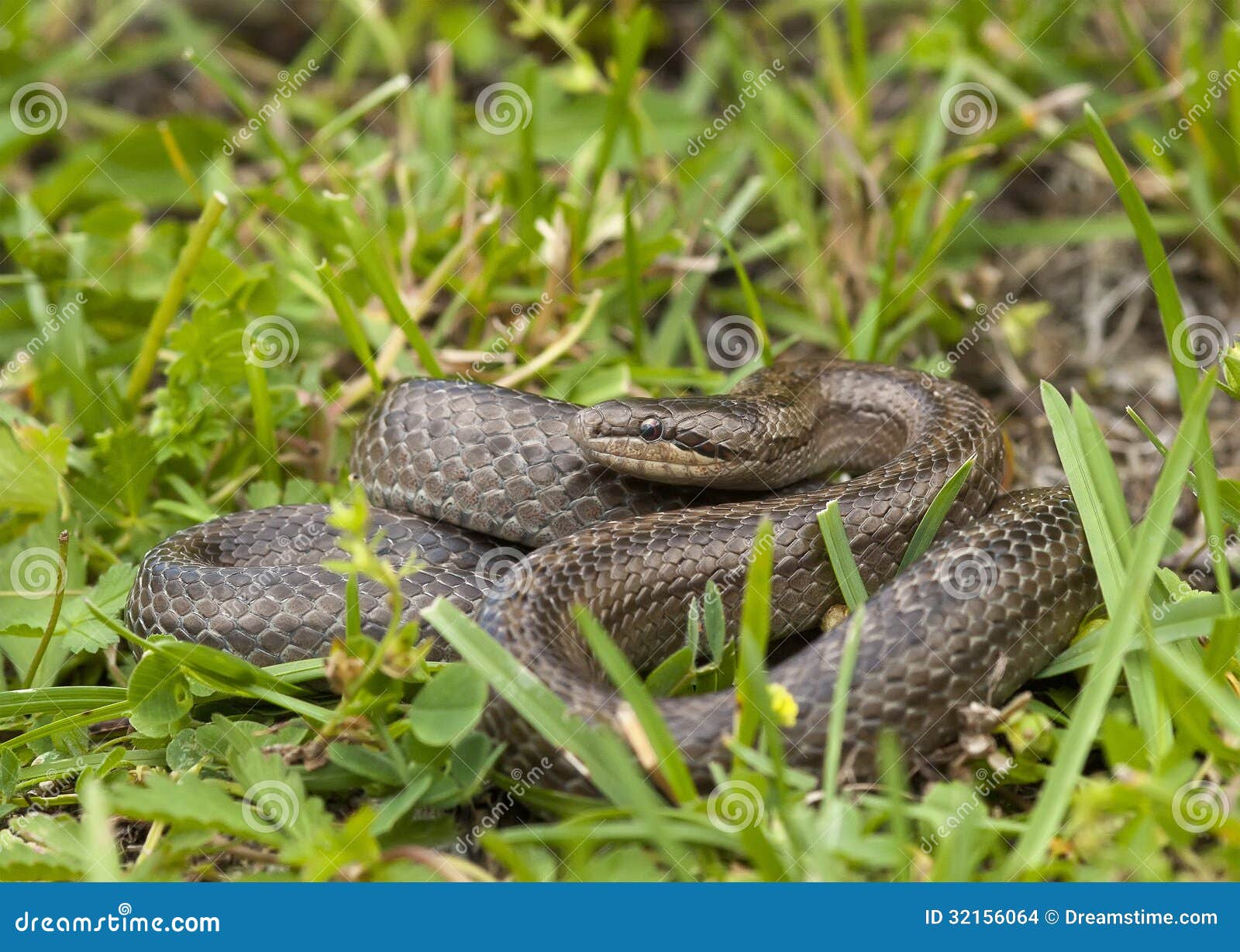 Smooth snake in the grass stock photo. Image of grass - 32156064