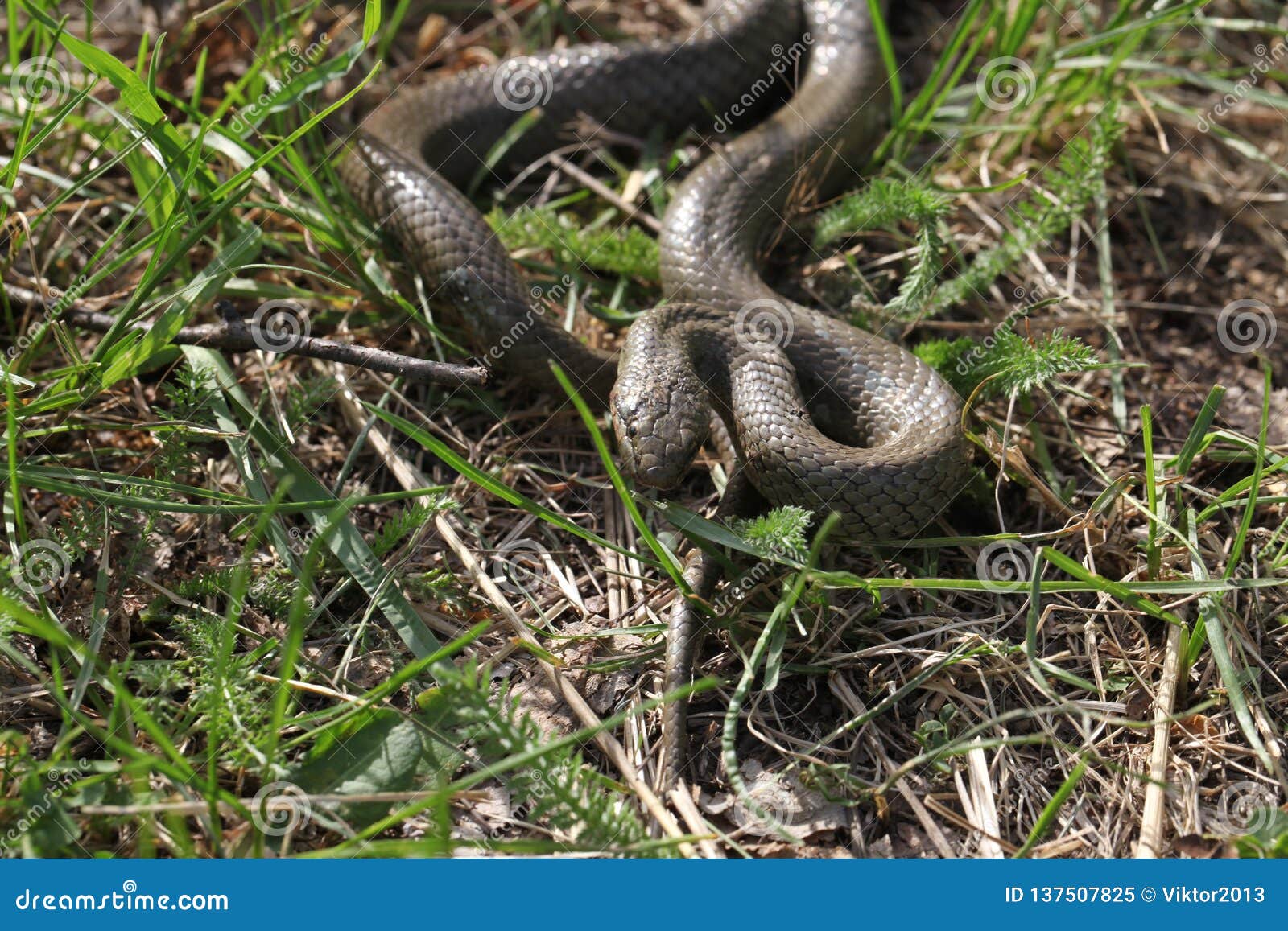 Smooth snake stock image. Image of steppe, europe, colubrid - 137507825
