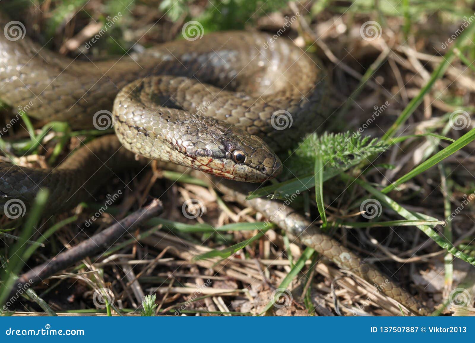 Smooth snake stock image. Image of dangerous, poison - 137507887