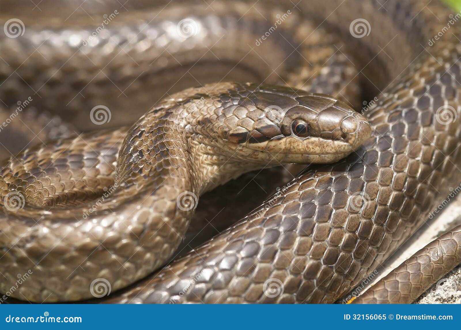Smooth snake portrait stock image. Image of vertebrate - 32156065