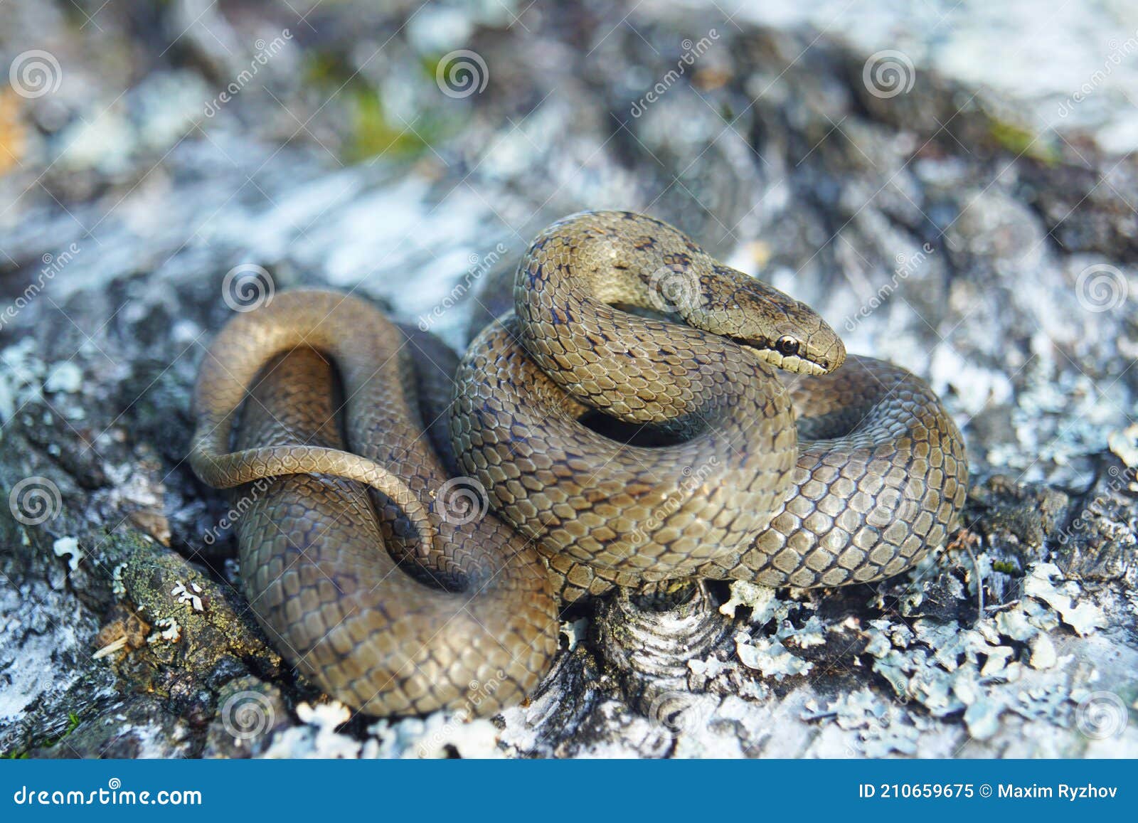 Smooth Snake is on a Tree Log Stock Image - Image of serpent, snake ...