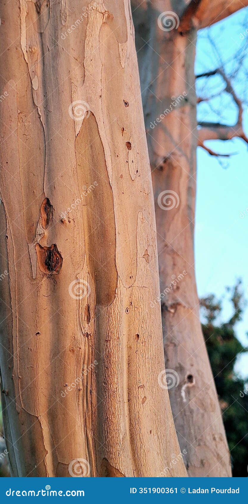 The Smooth, Soft Texture of a Tree that Has Shed Parts of Its Bark ...