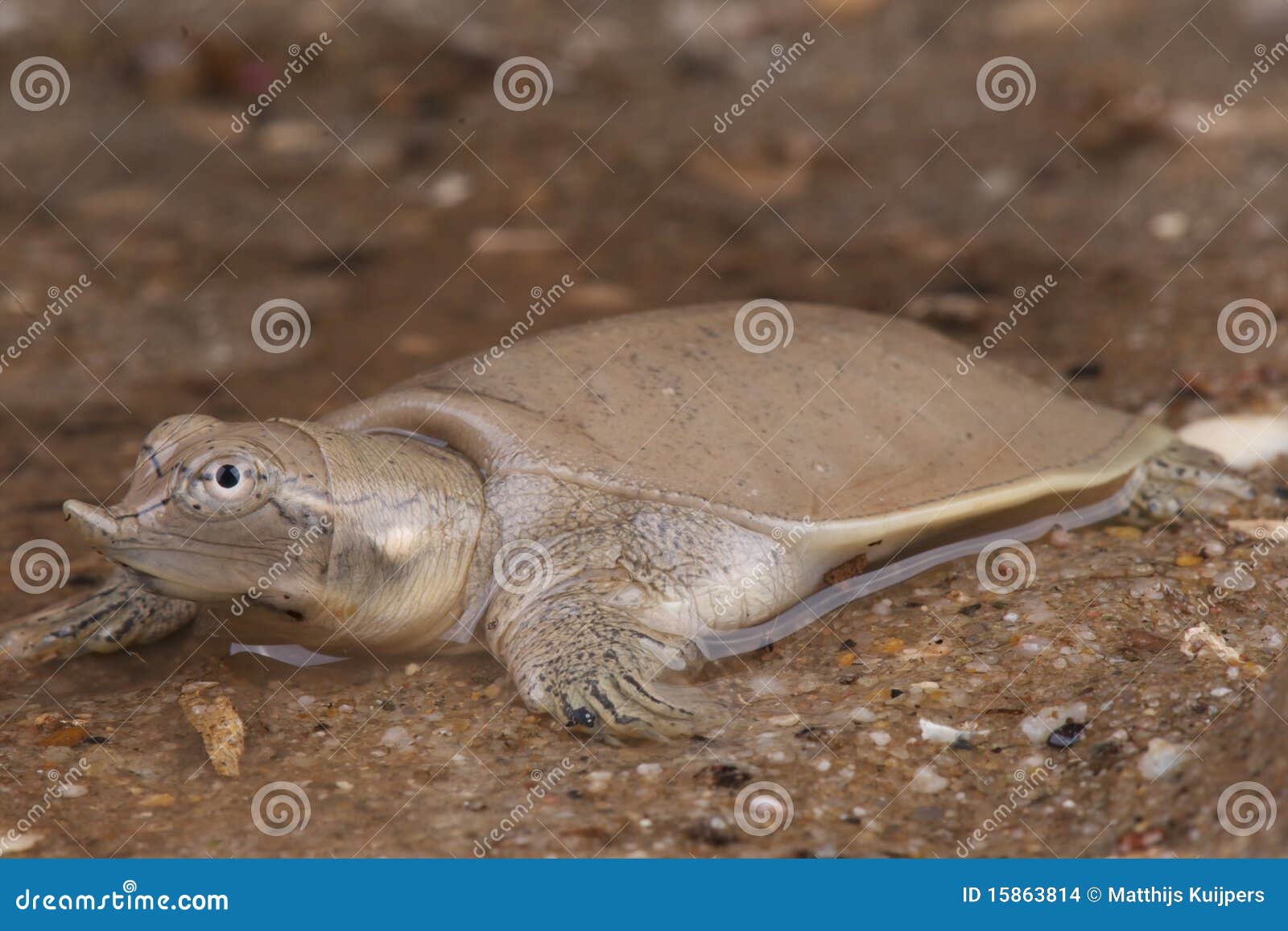 Smooth softshell turtle stock photo. Image of mississippi - 15863814