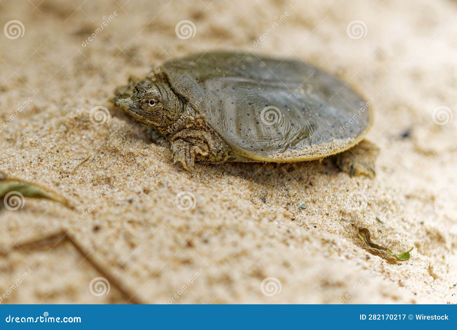 Smooth Softshell Turtle Walking Along a Sunny Beach, Its Feet Touching ...