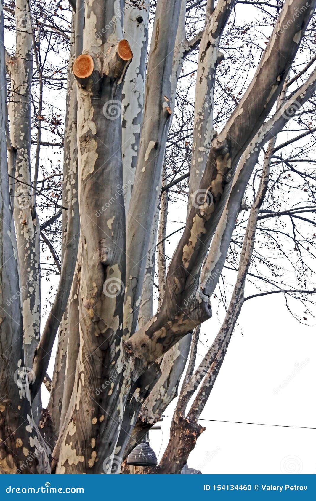 Smooth Spotted Trunk of a Plane Tree Against the Light Sky Stock Photo ...