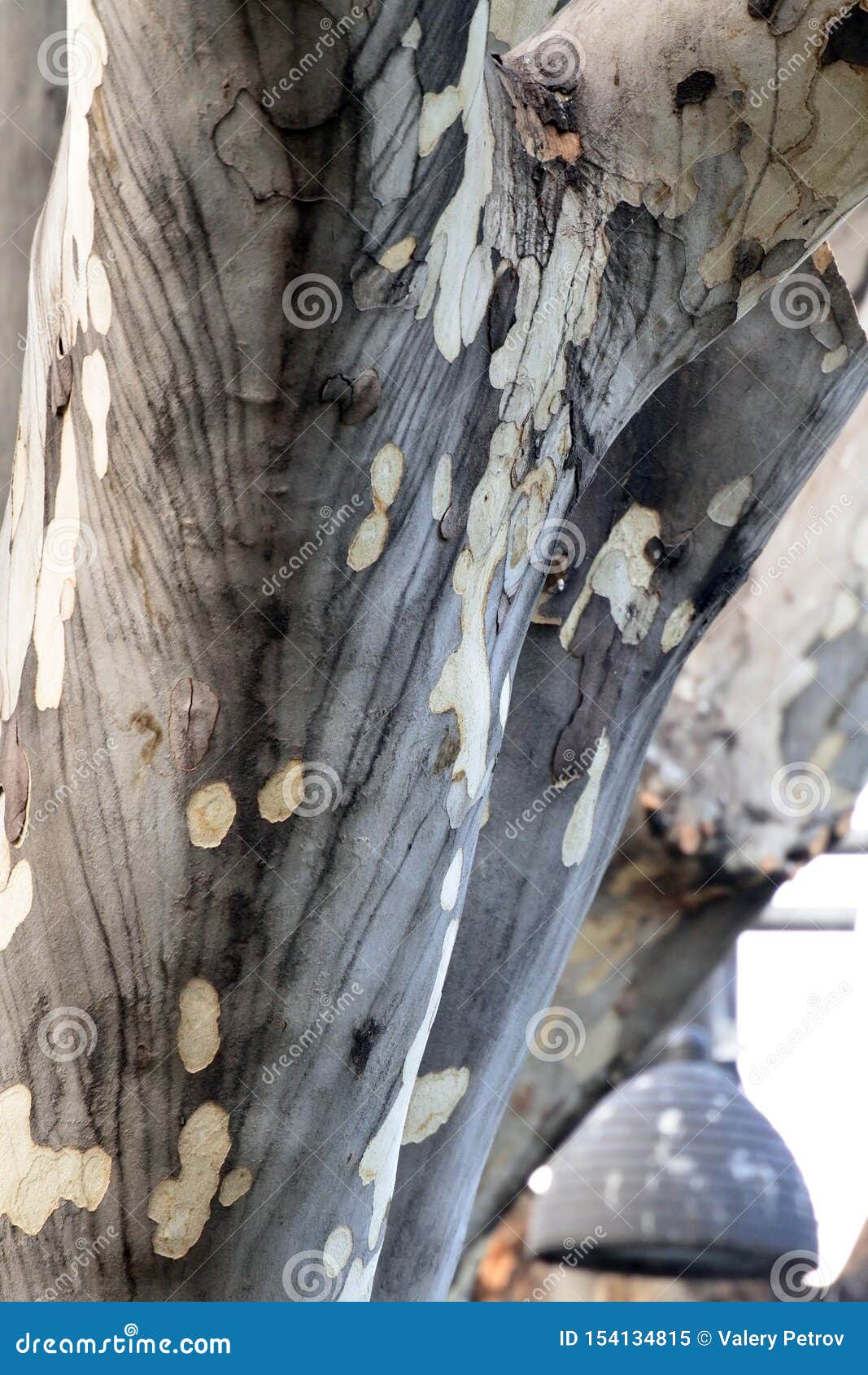 Smooth Spotted Trunk of a Plane Tree Against the Light Sky Stock Image ...