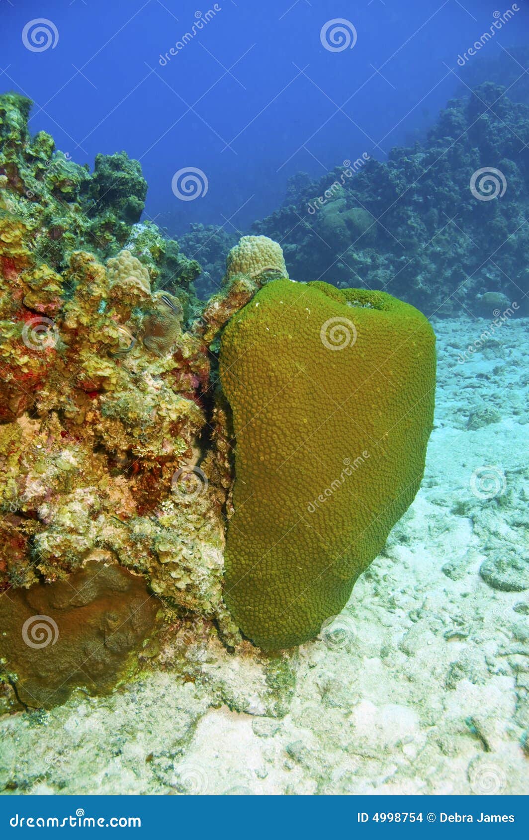 Smooth Star Coral In Caribbean Sea Picture. Image: 4998754