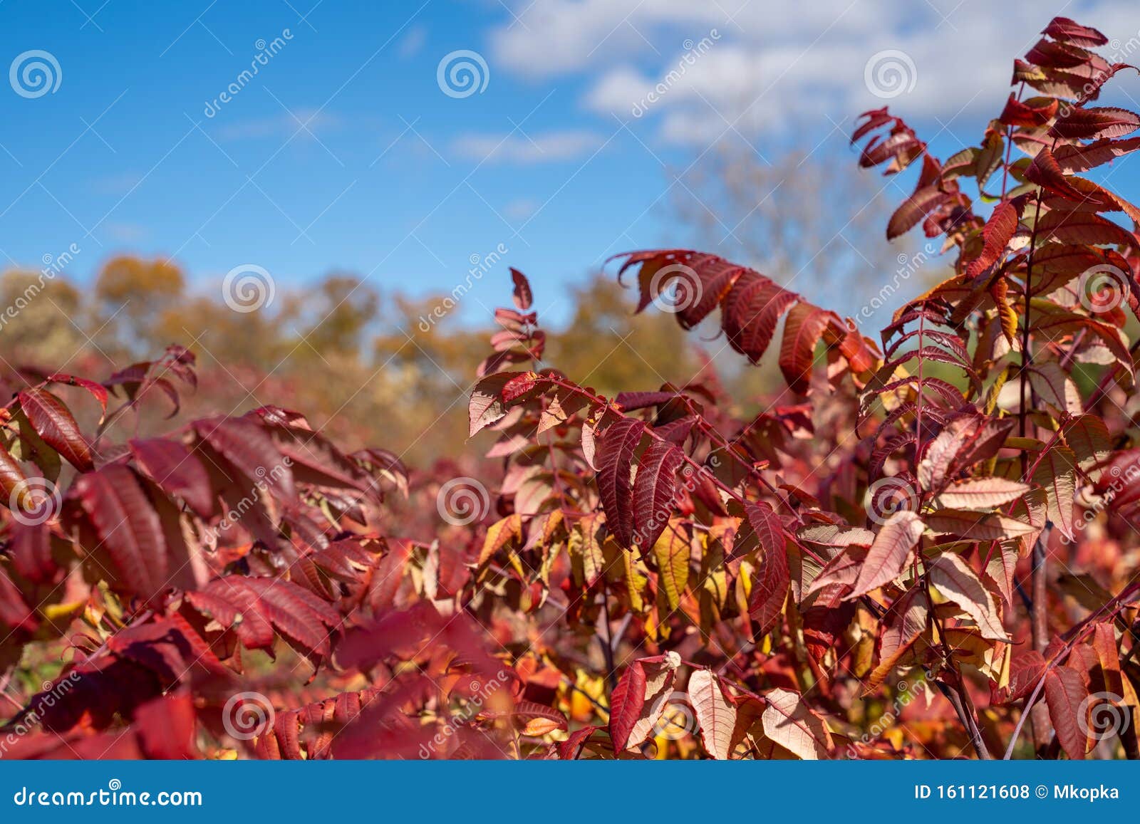 Smooth Sumac Bush, with Red Fall Colored Leaves, Against a Blue Sky ...