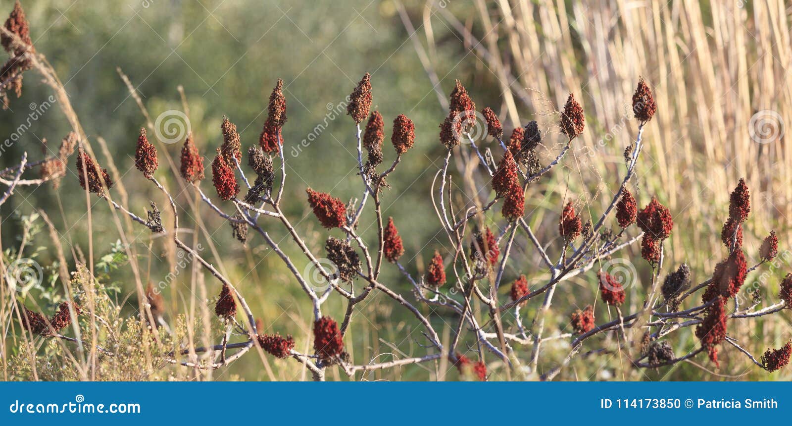 Smooth sumac panoramic stock photo. Image of grass, weeds - 114173850