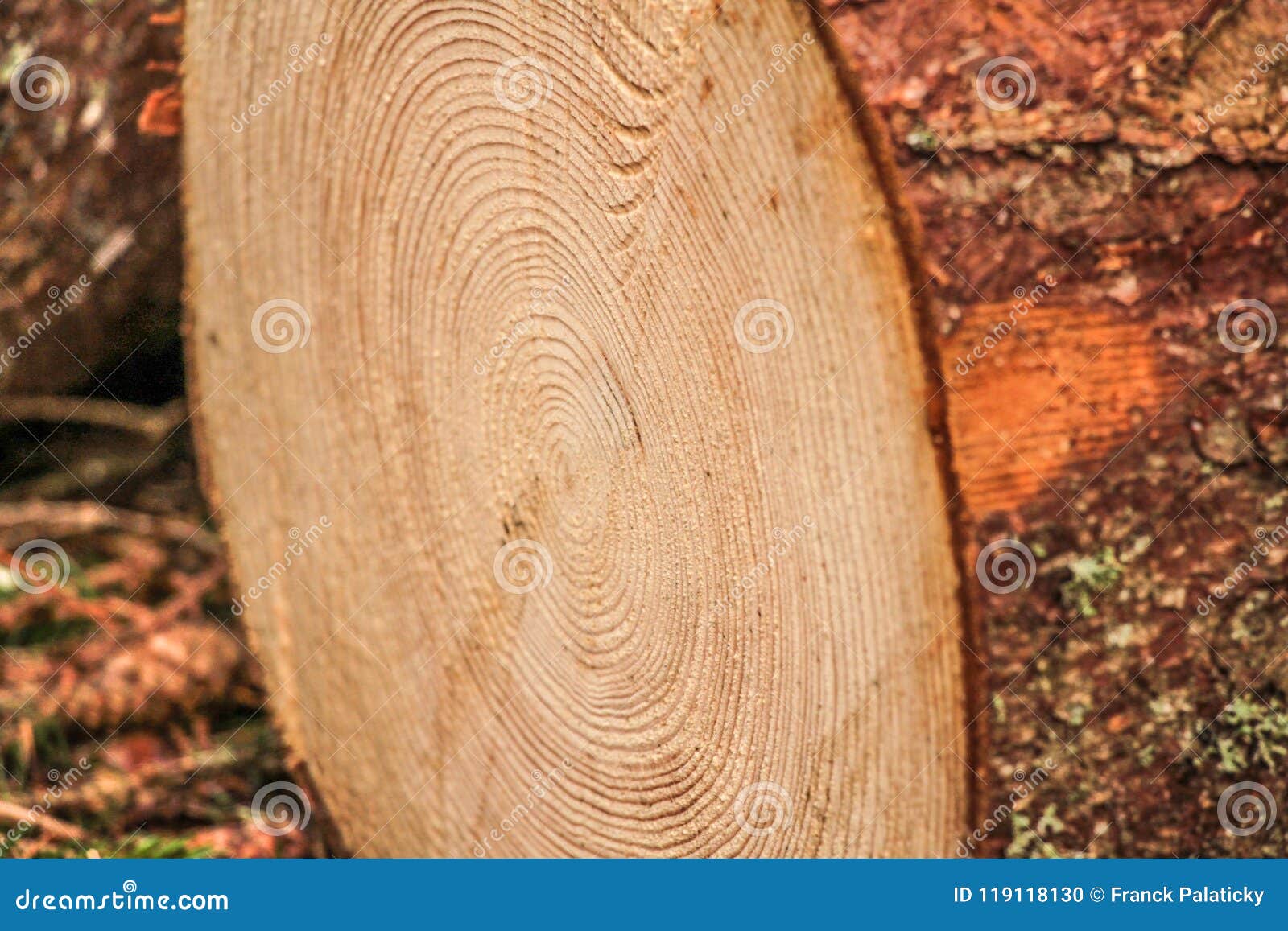 Tree rings stock photo. Image of shape, life, pattern - 119118130